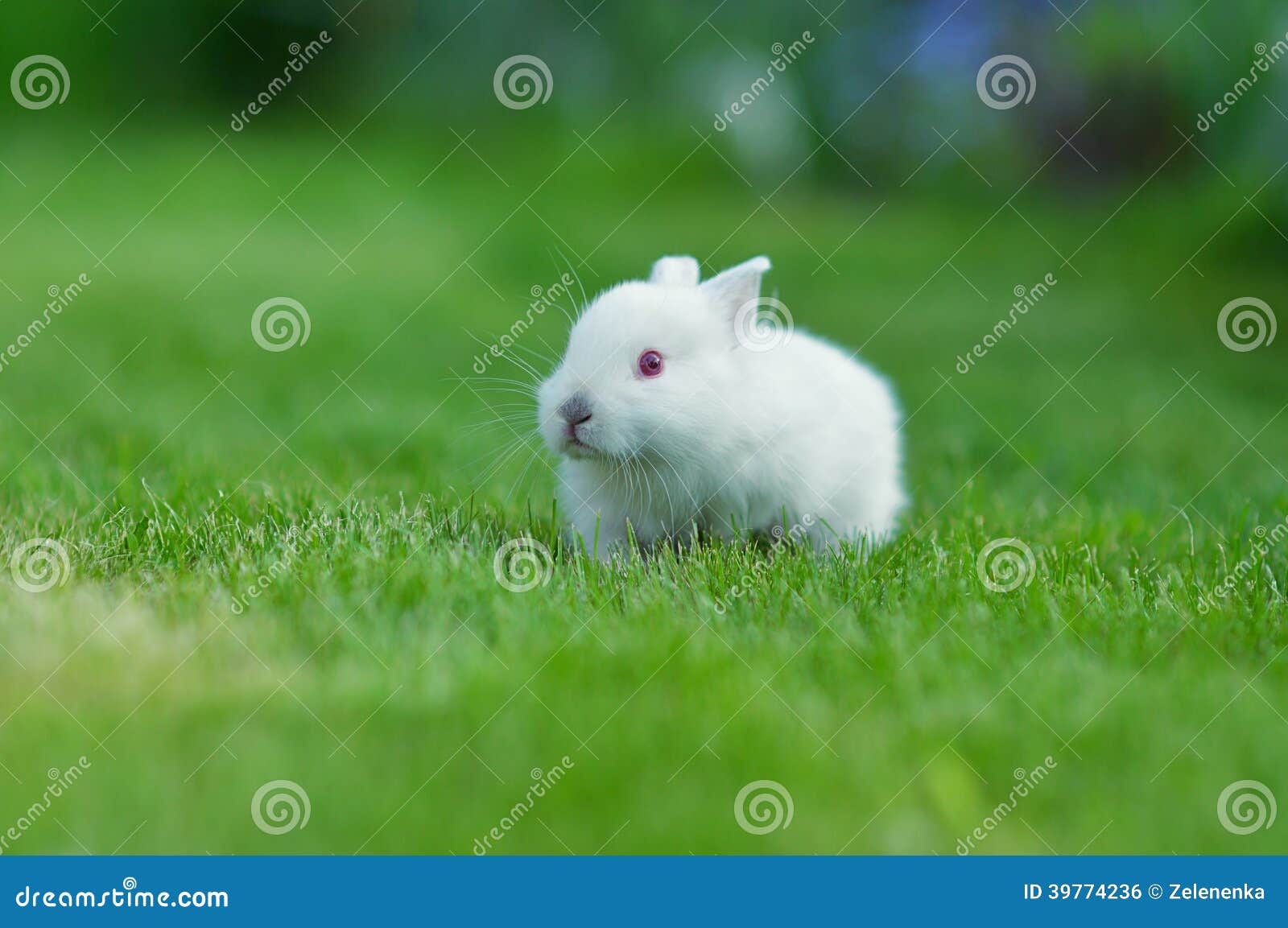 Baby white rabbit in grass stock photo. Image of hare - 39774236