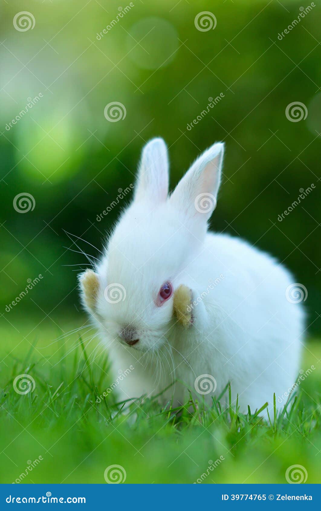 Baby white rabbit in grass stock image. Image of hare - 39774765