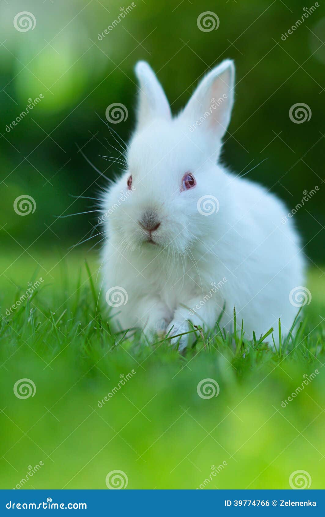 Baby white rabbit in grass stock photo. Image of little - 39774766