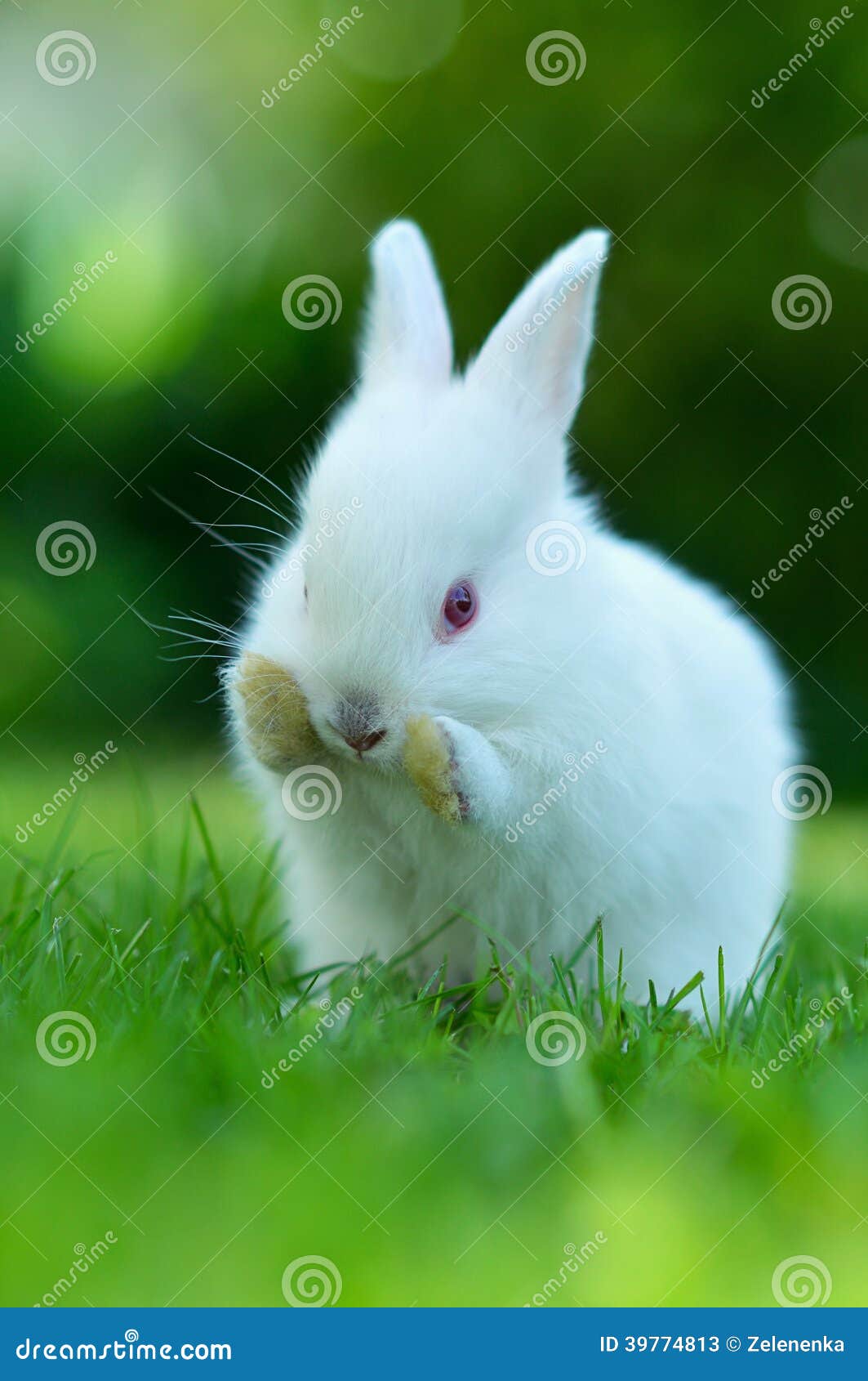 Baby white rabbit in grass stock image. Image of hare - 39774813