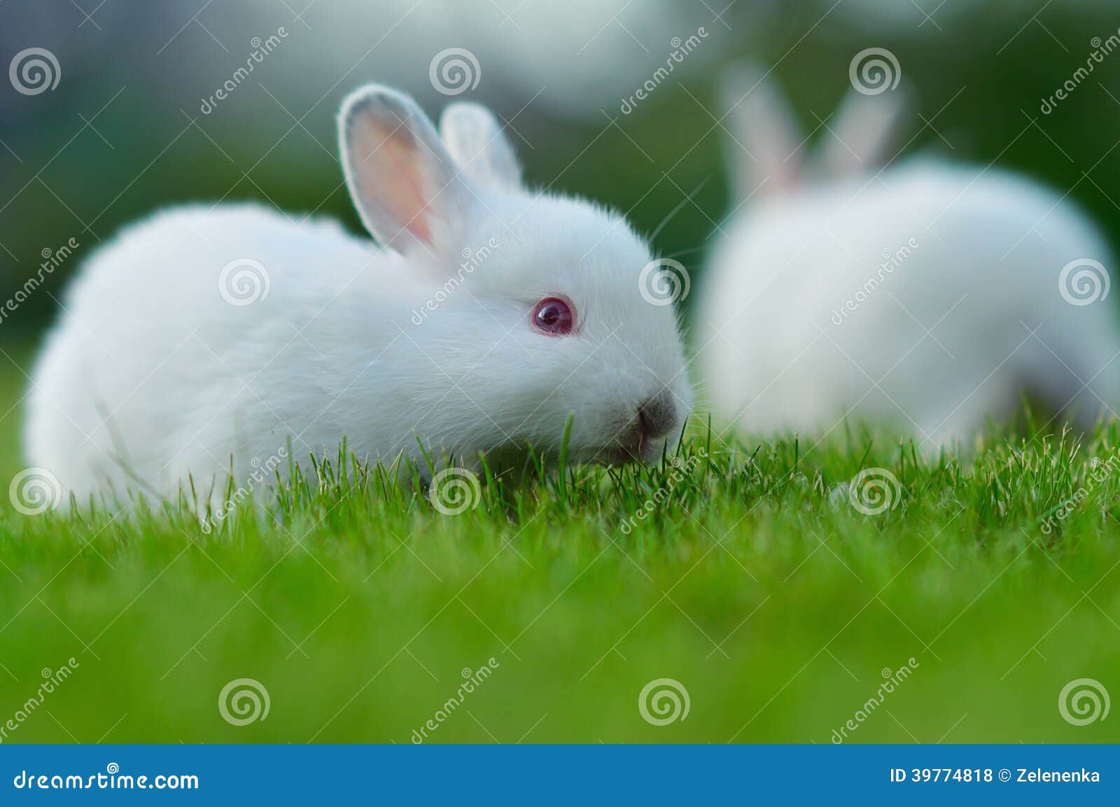 Baby white rabbit in grass stock photo. Image of hare - 39774818