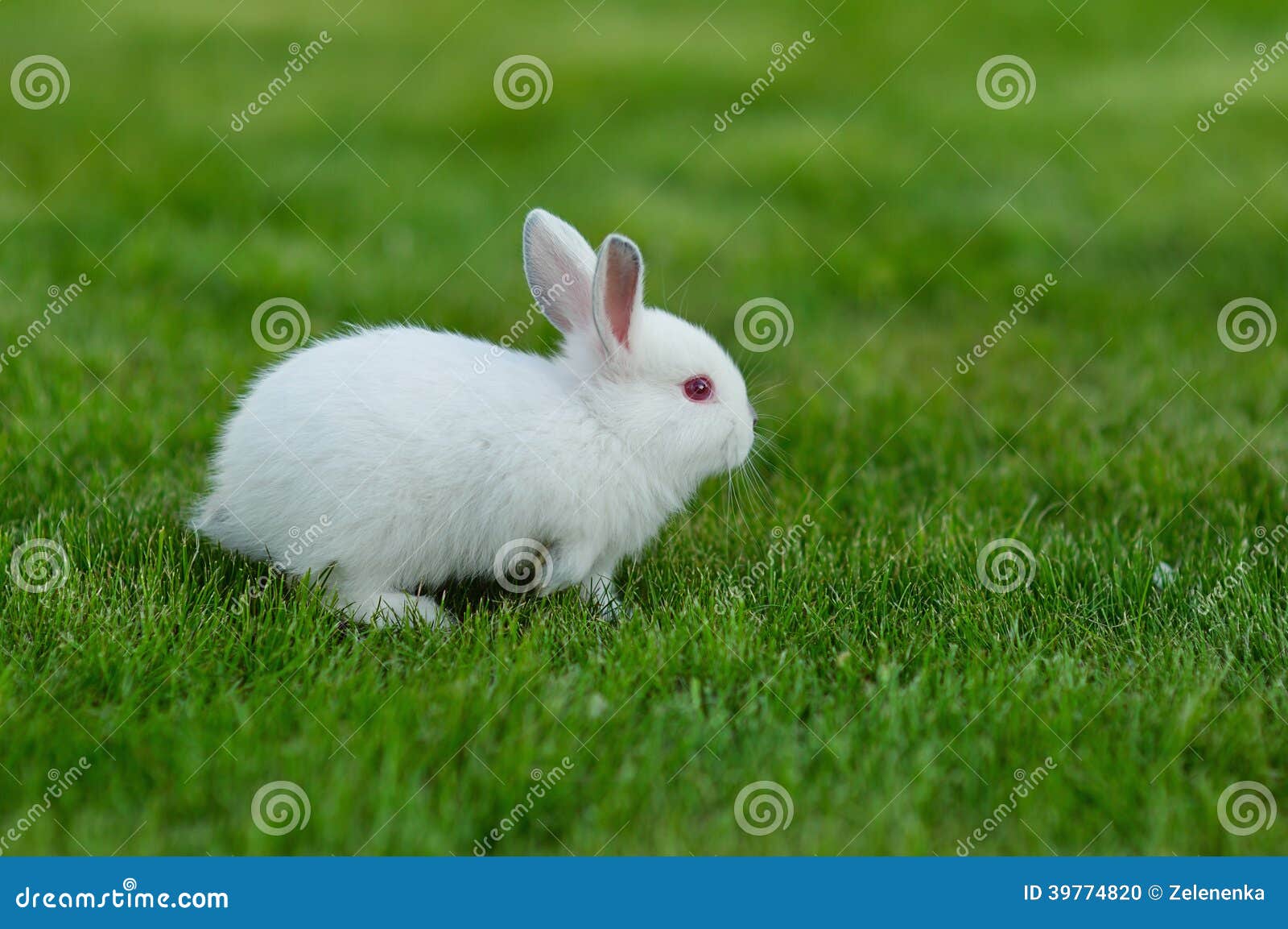 Baby white rabbit in grass stock photo. Image of blur - 39774820
