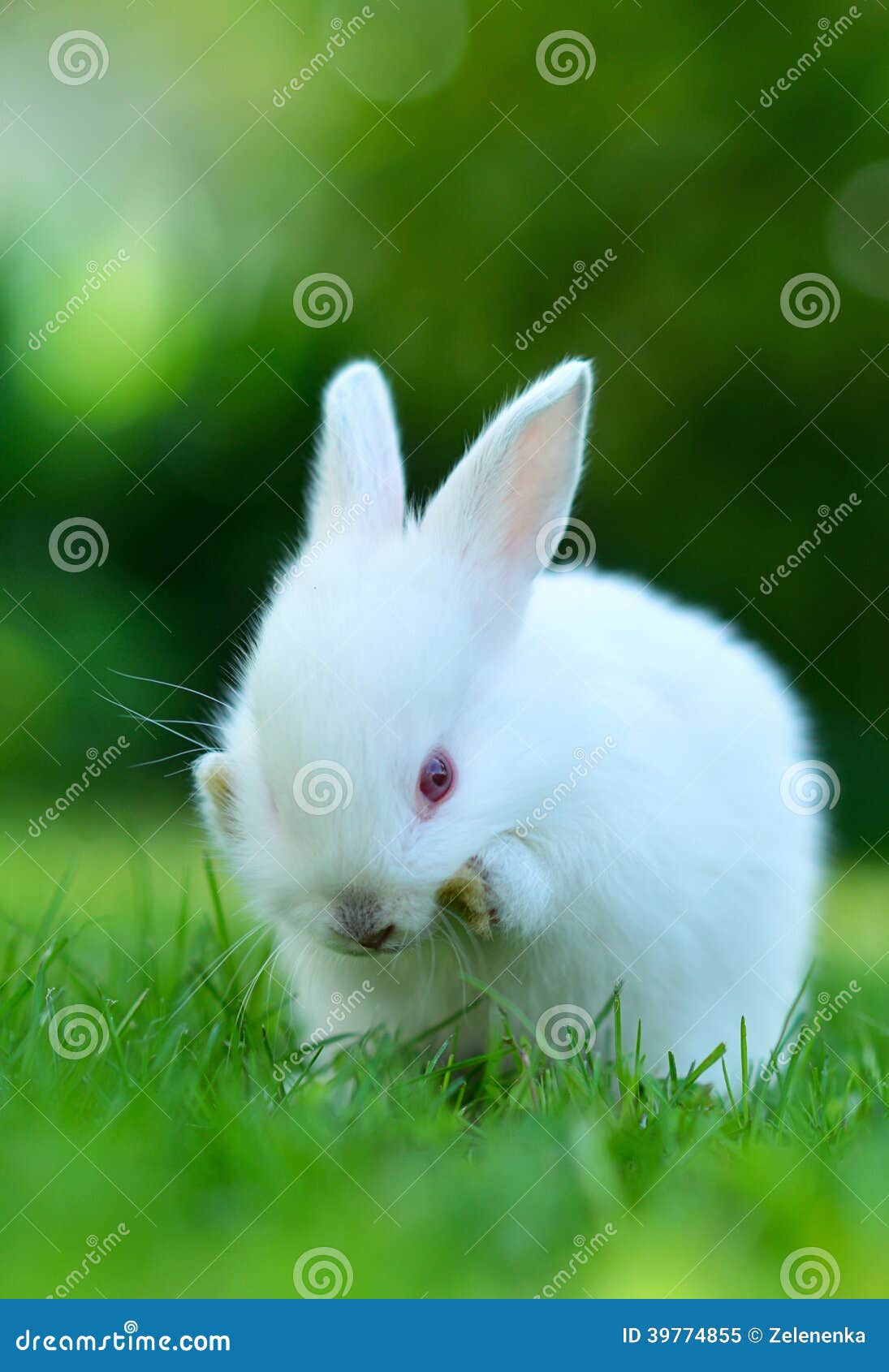 Baby white rabbit in grass stock image. Image of cute - 39774855