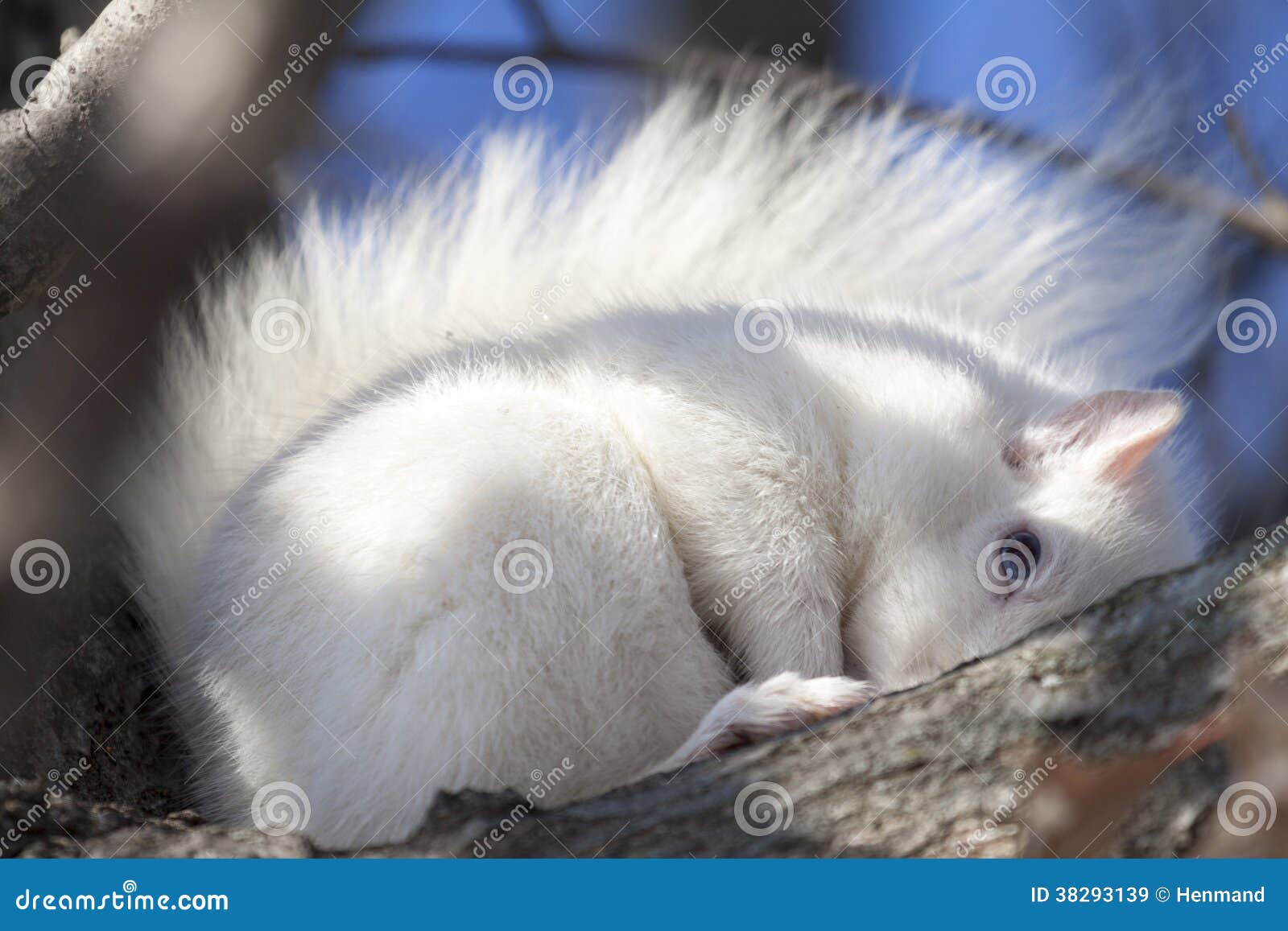 Baby White Squirrel in Winter Cold Stock Image - Image of olney ...