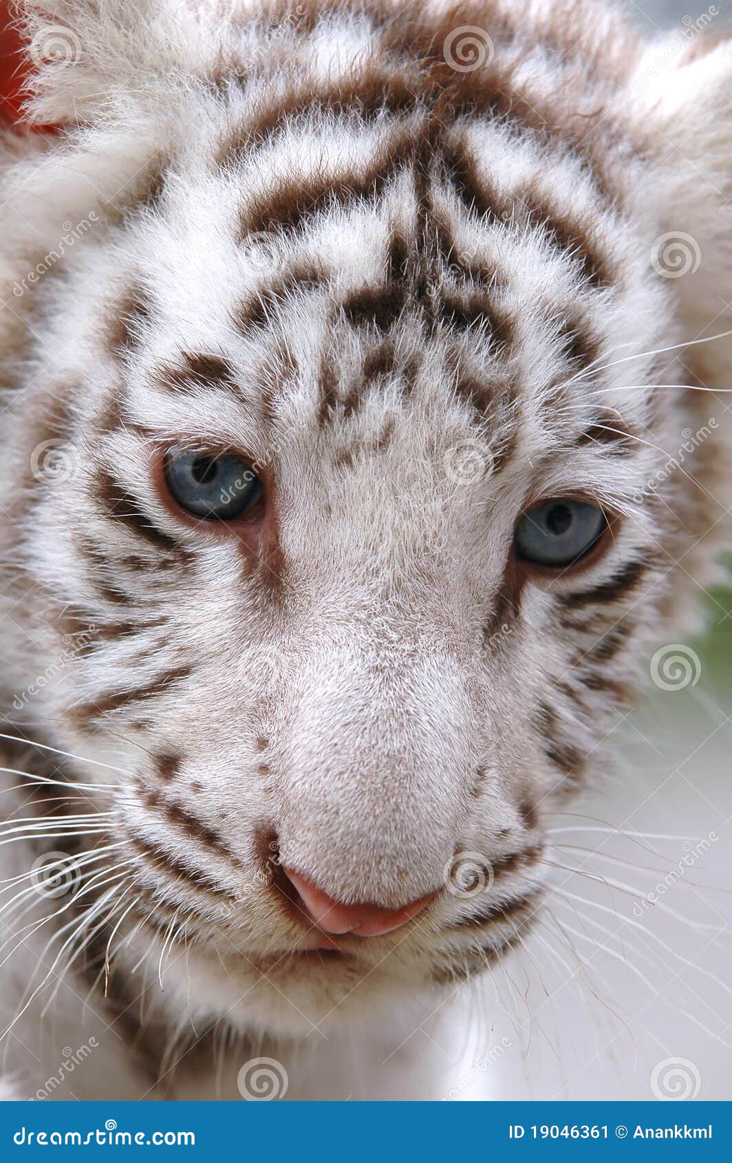 Baby White Tiger Roar