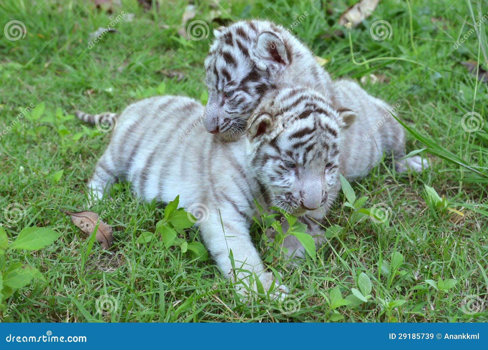Baby White Tiger Playing on Grass Stock Image - Image of captivity ...