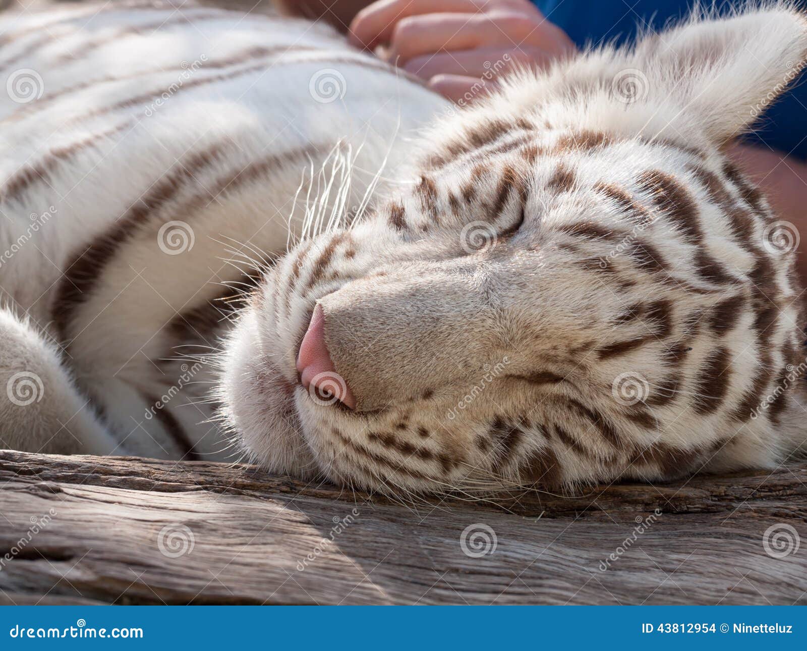 Baby white tiger sleeping stock photo. Image of laying - 43812954