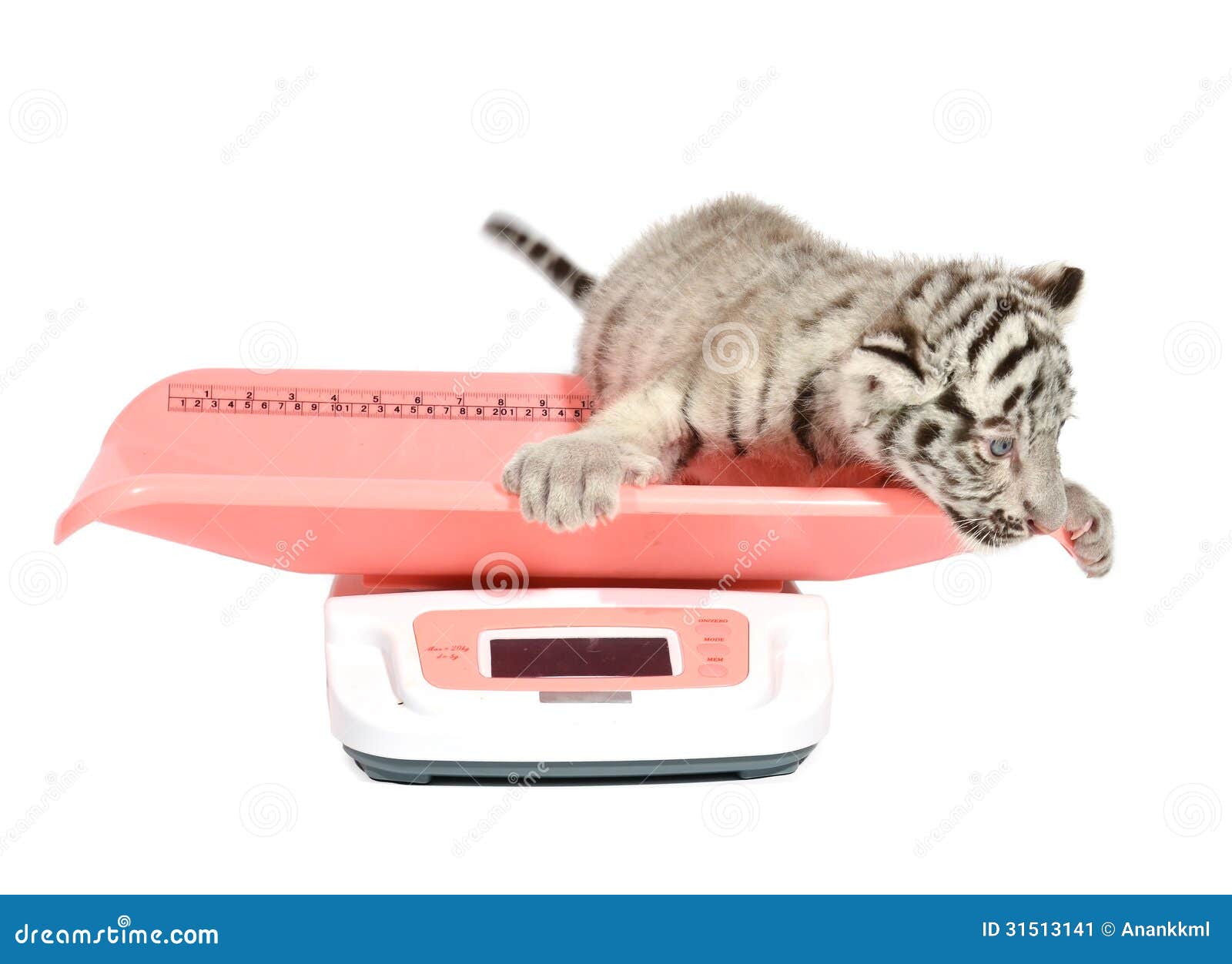 Baby White Tiger on Weight Scale Stock Image - Image of cute, creature ...