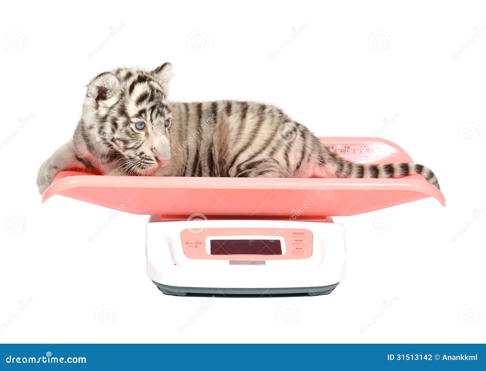 Baby White Tiger on Weight Scale Stock Photo - Image of tigris ...