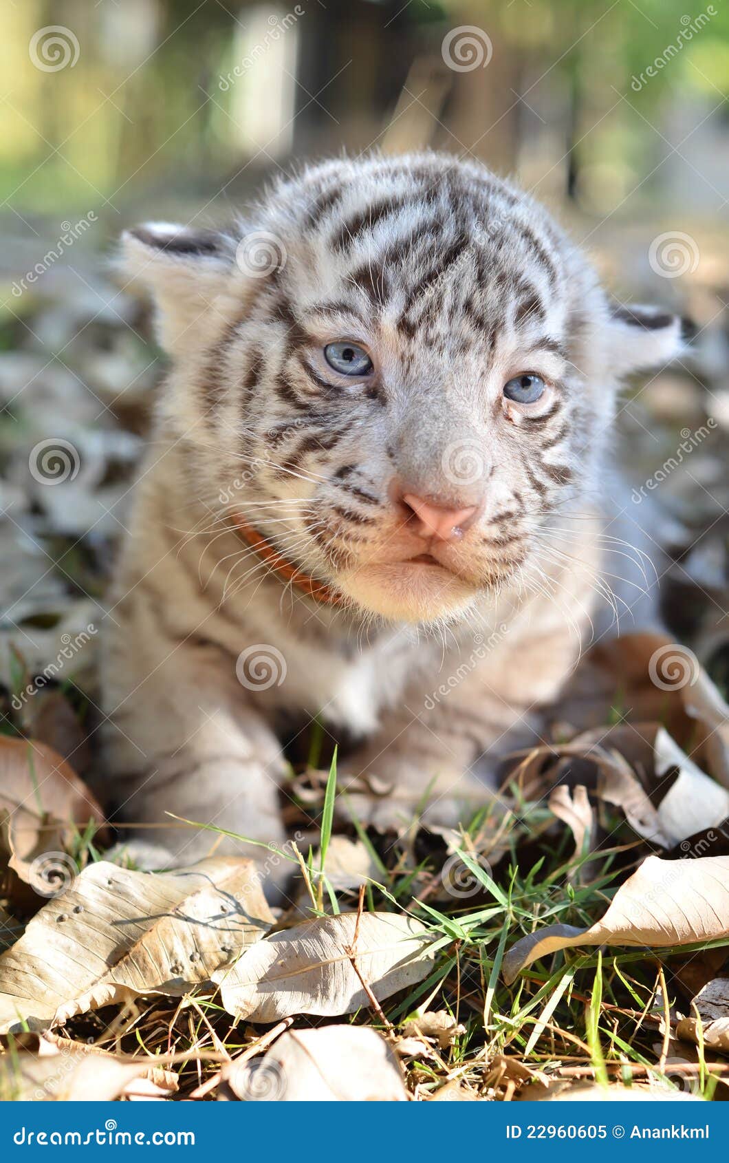 Baby white tigger stock image. Image of striped, mammal - 22960605