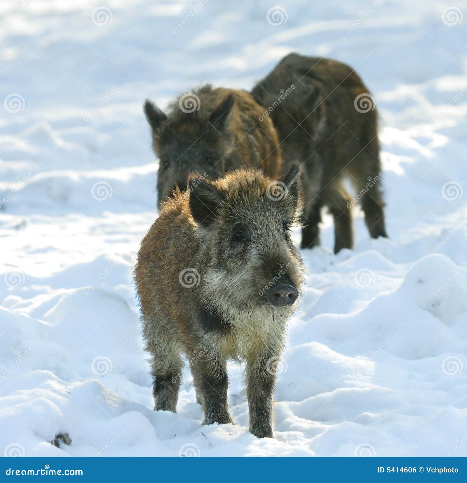 Baby of wild boar stock photo. Image of outdoors, nature - 5414606