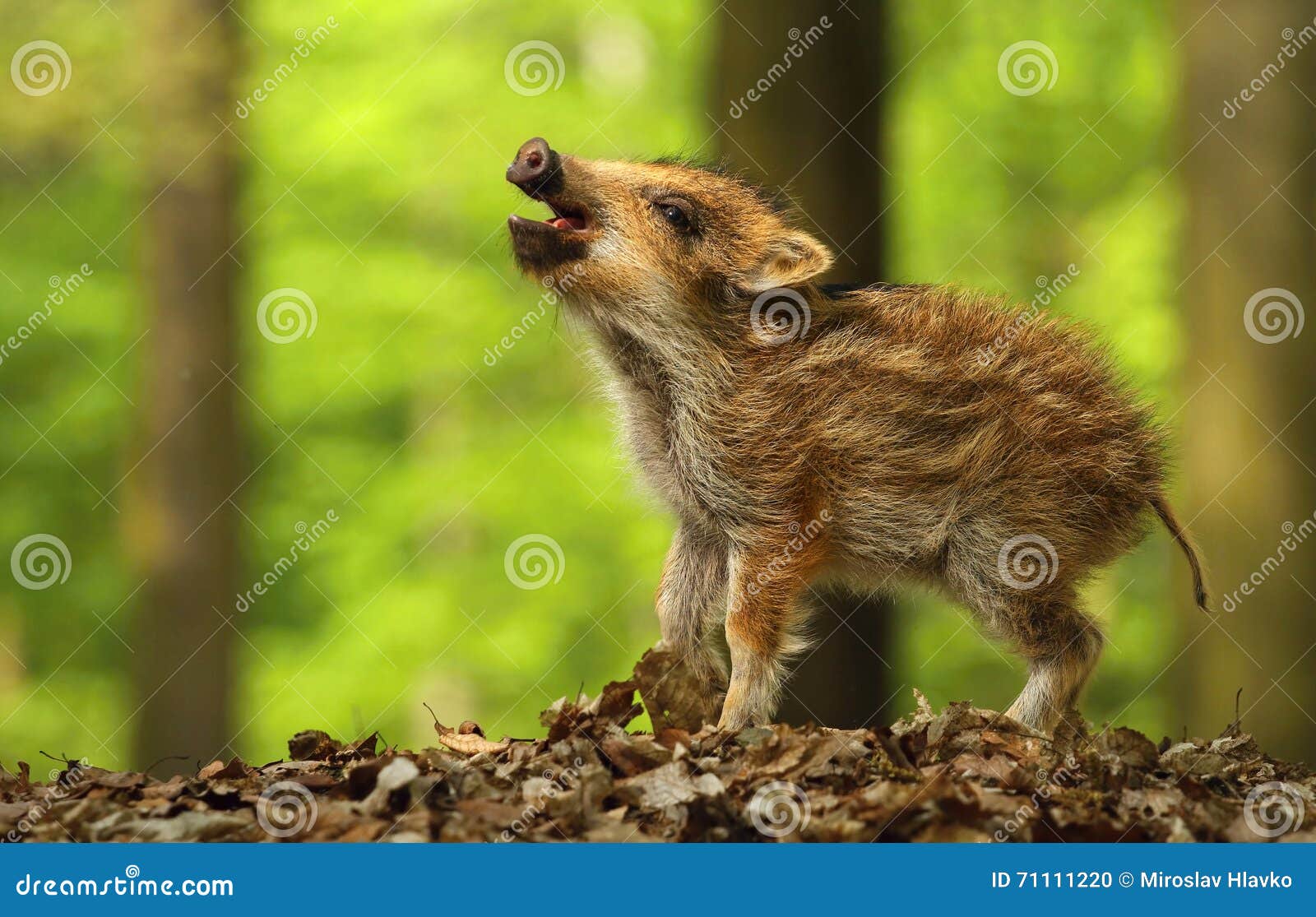 Baby wild boar calling stock photo. Image of sniffing - 71111220