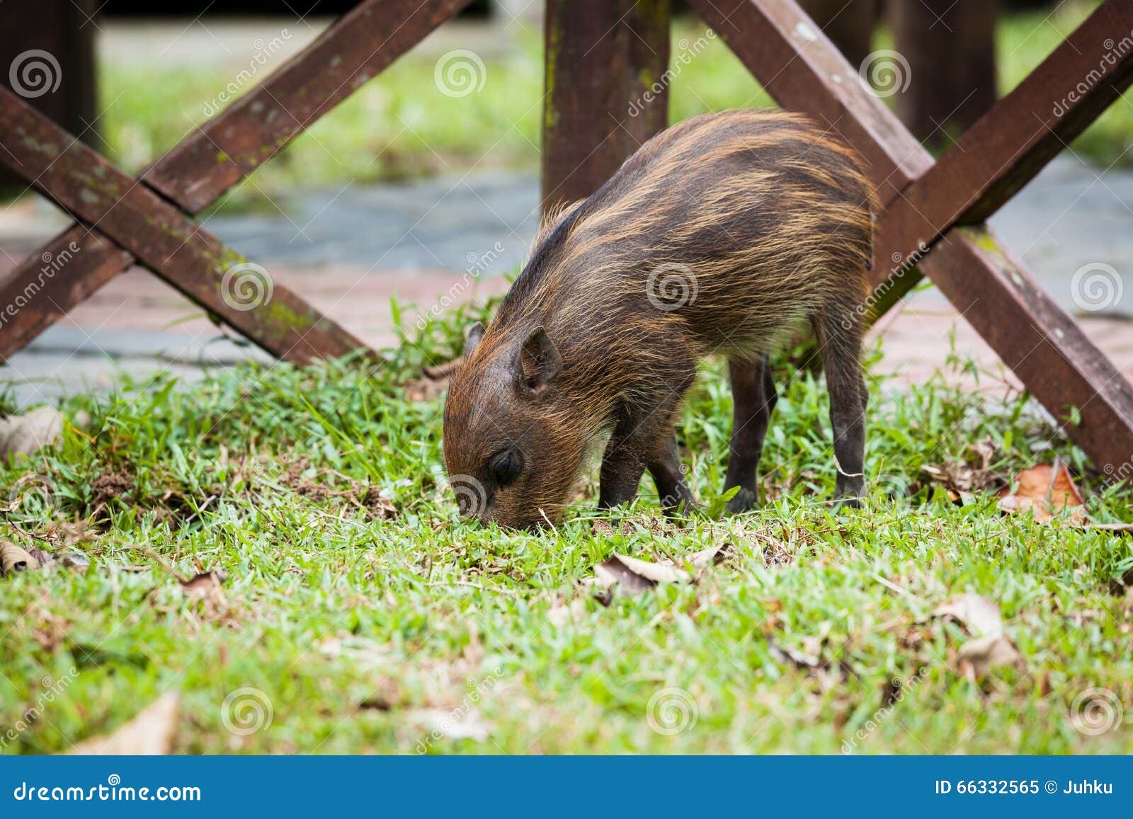 Baby Wild Boar Digging Grass Stock Image - Image of swine, nose: 66332565