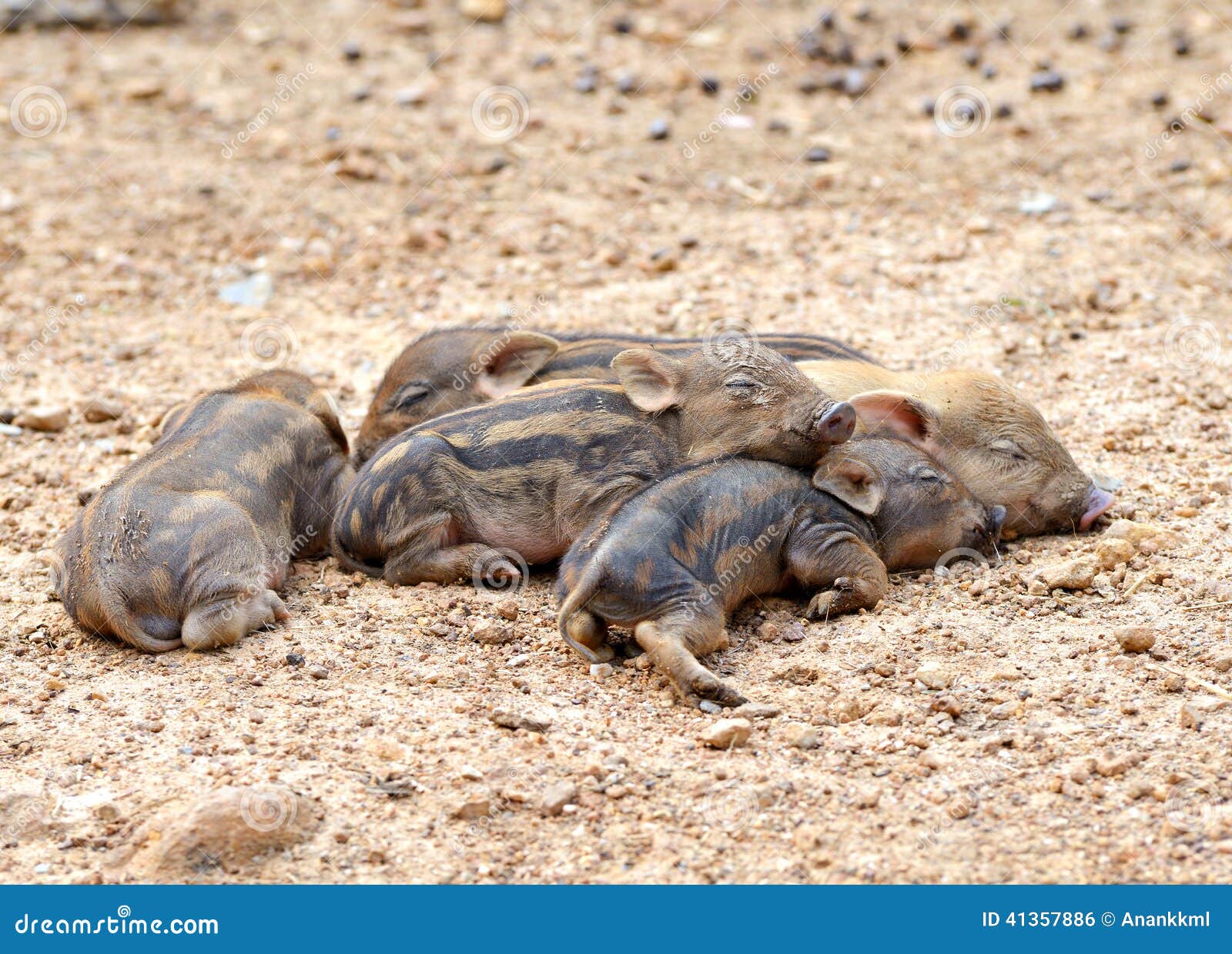 Baby wild boar stock photo. Image of baby, young, boar - 41357886
