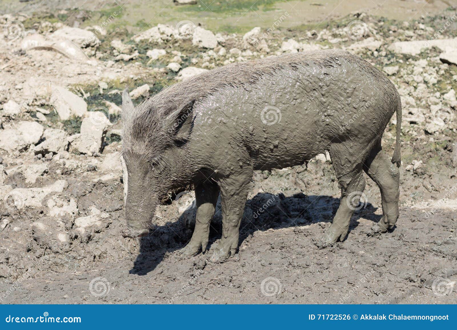 Baby Wild Boar on the Mud Floor Stock Photo - Image of outdoor, hair ...