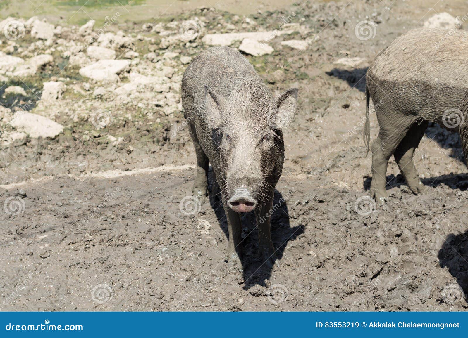 Baby Wild Boar on the Mud Floor Stock Image - Image of dangerous ...