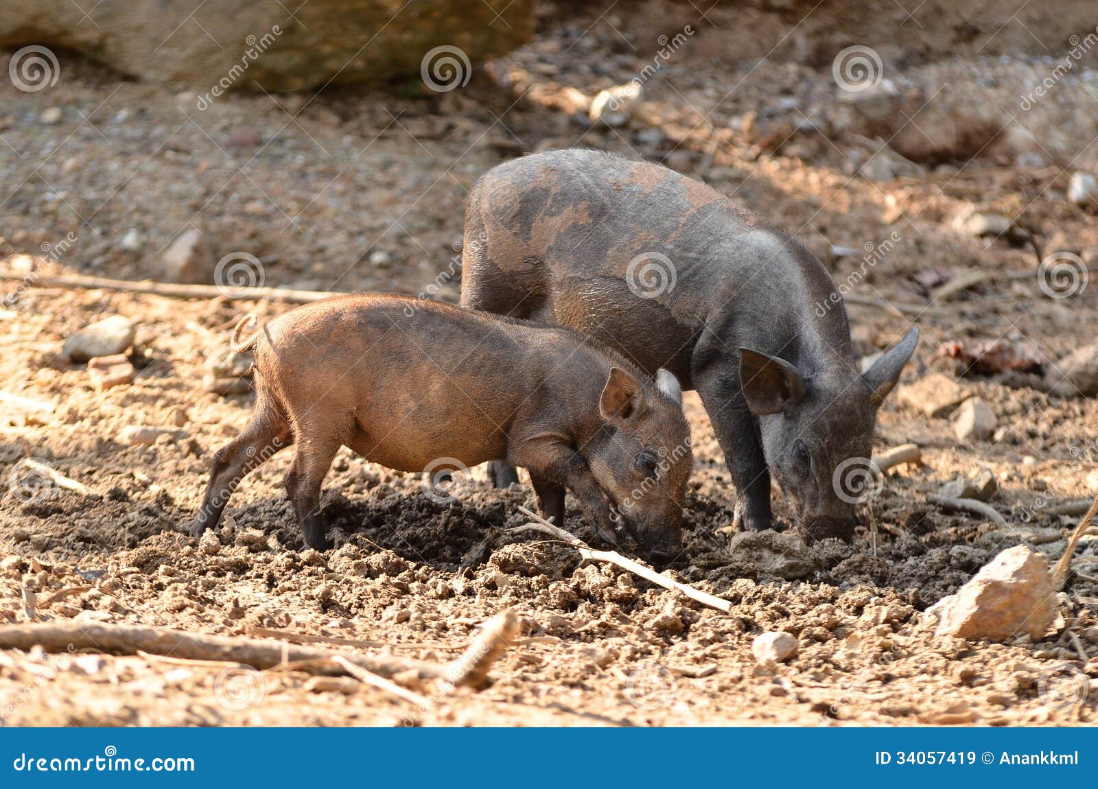 Baby wild boar stock image. Image of mammal, brown, striped - 34057419