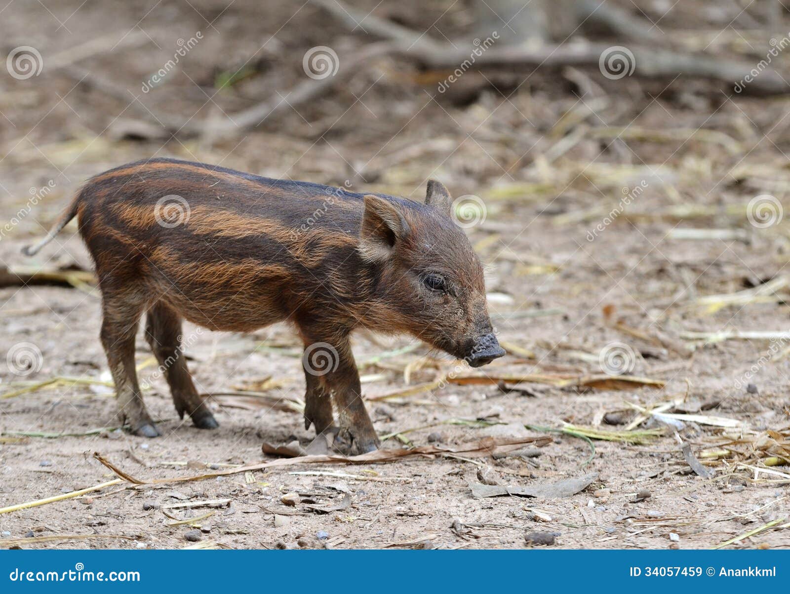 Baby Wild Boar In Closeup, Piglet Grubbing In The Earth, Common Swine ...