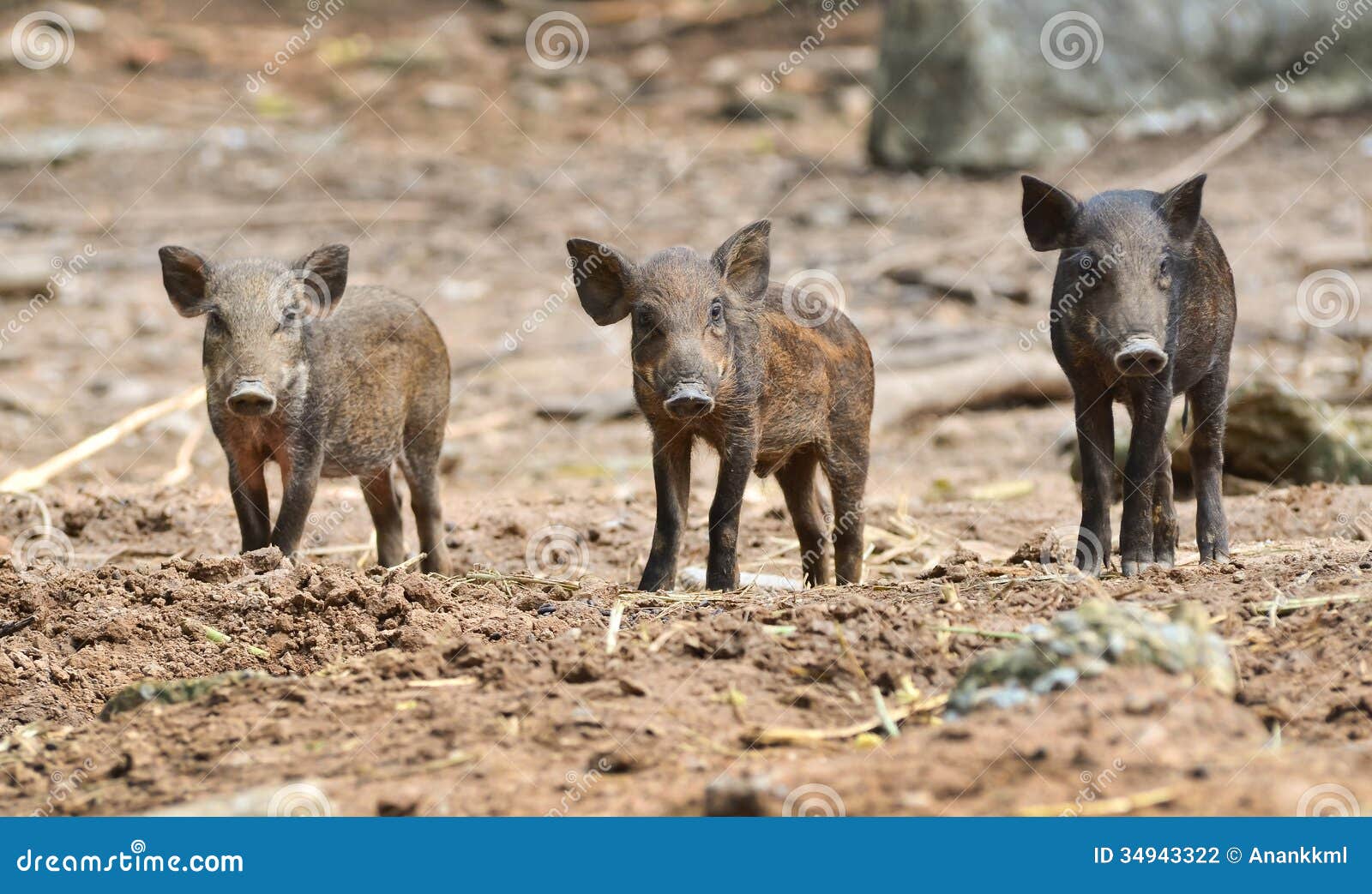 Baby Wild Boar In Closeup, Piglet Grubbing In The Earth, Common Swine ...