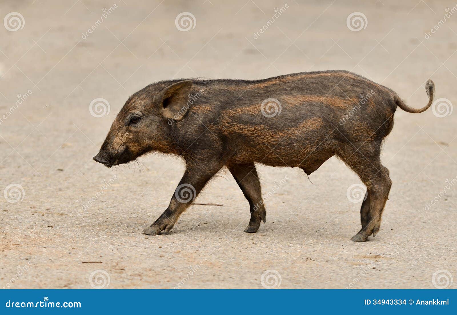 Baby Wild Boar In Closeup, Piglet Grubbing In The Earth, Common Swine ...