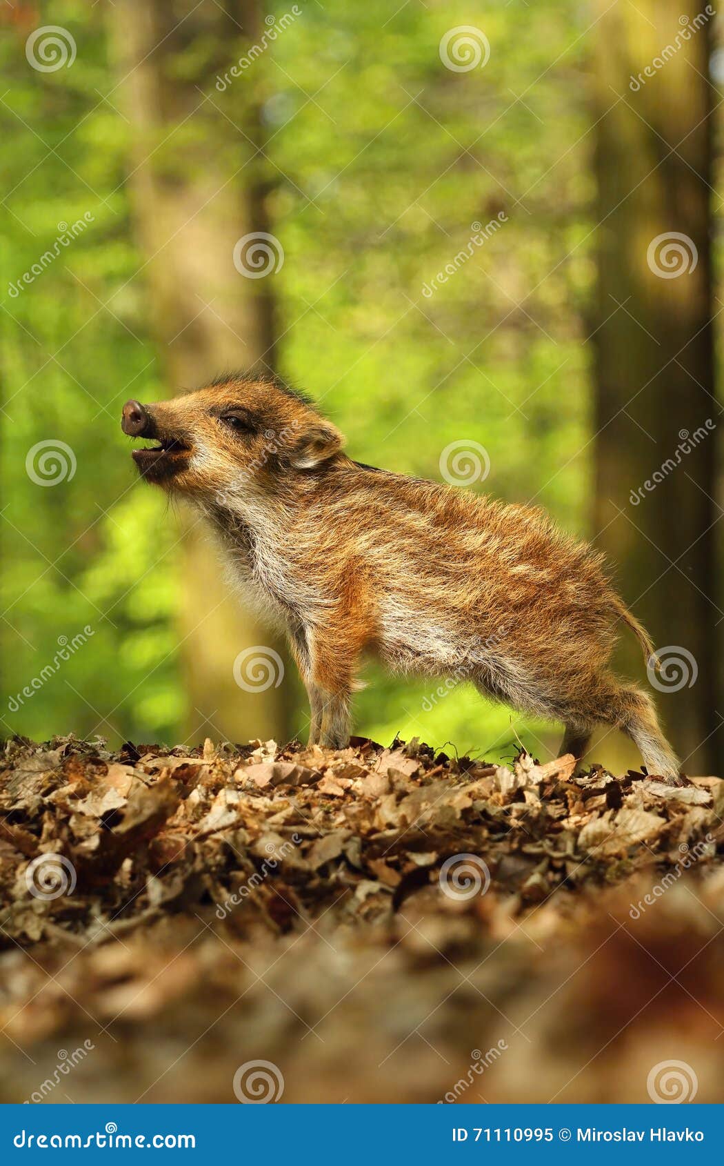 Baby wild boar screaming stock image. Image of scrofa - 71110995