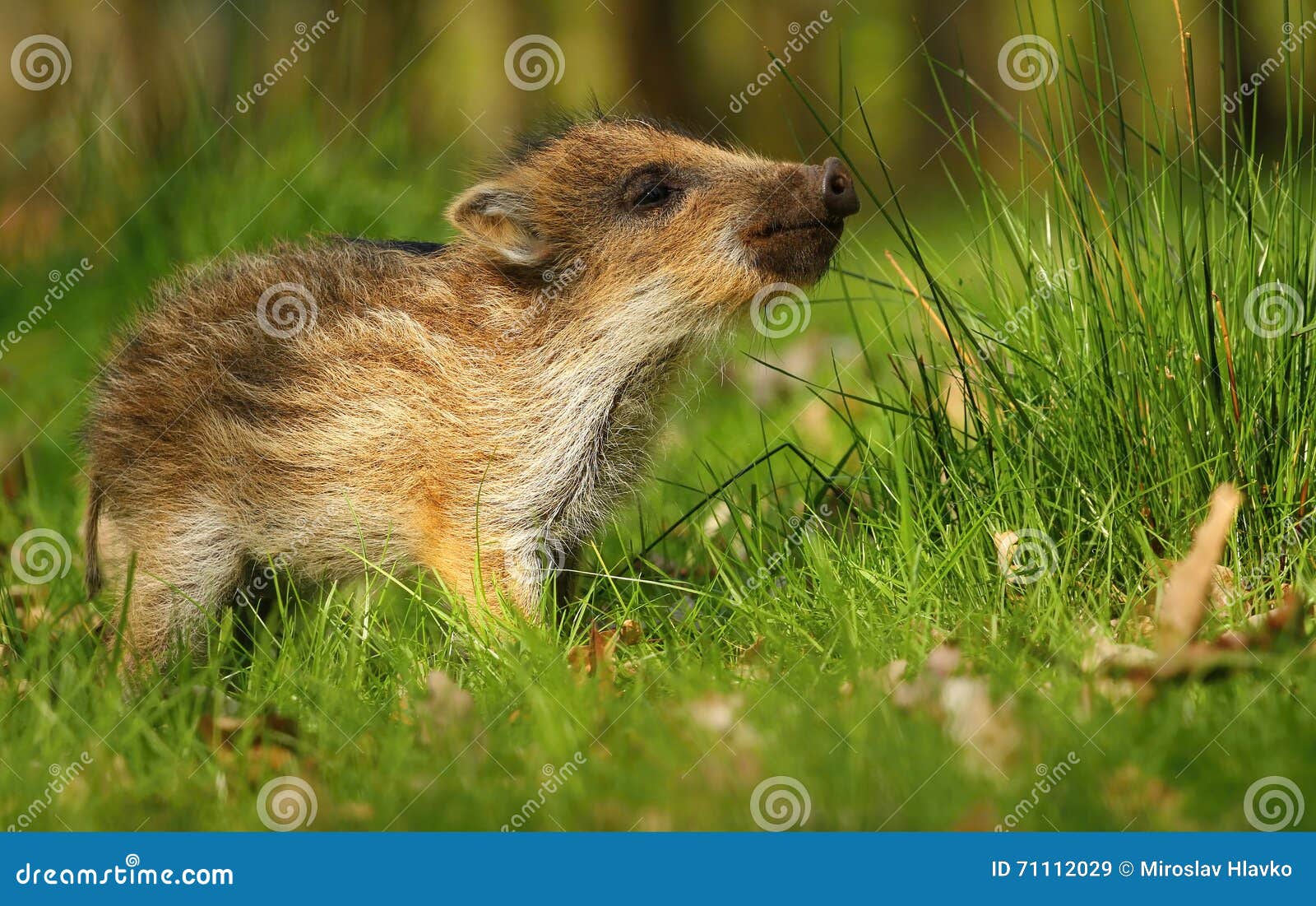 Baby wild boar sniffing stock image. Image of tiny, adorable - 71112029