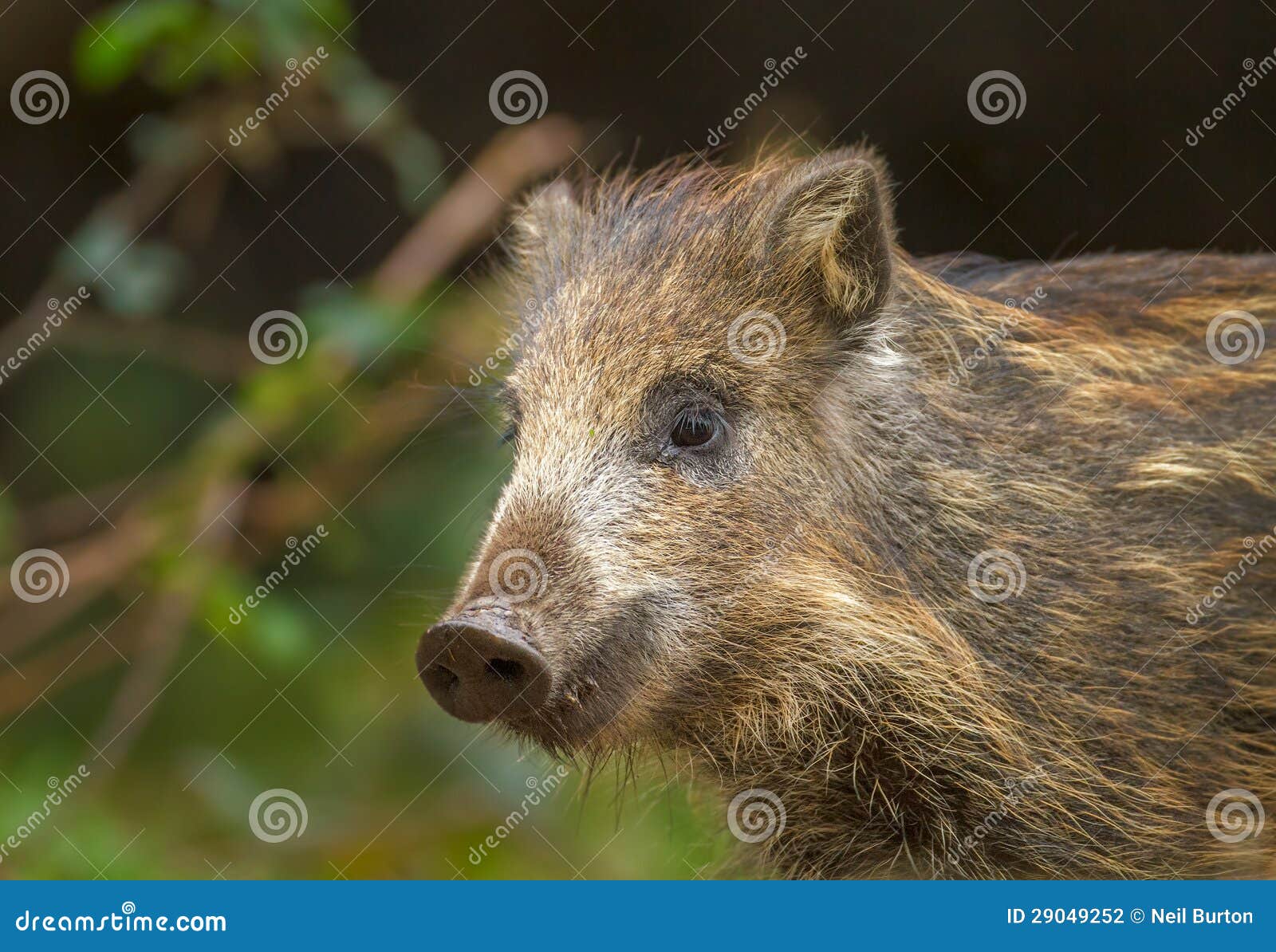 Baby wild boar in spring stock photo. Image of sounder - 29049252