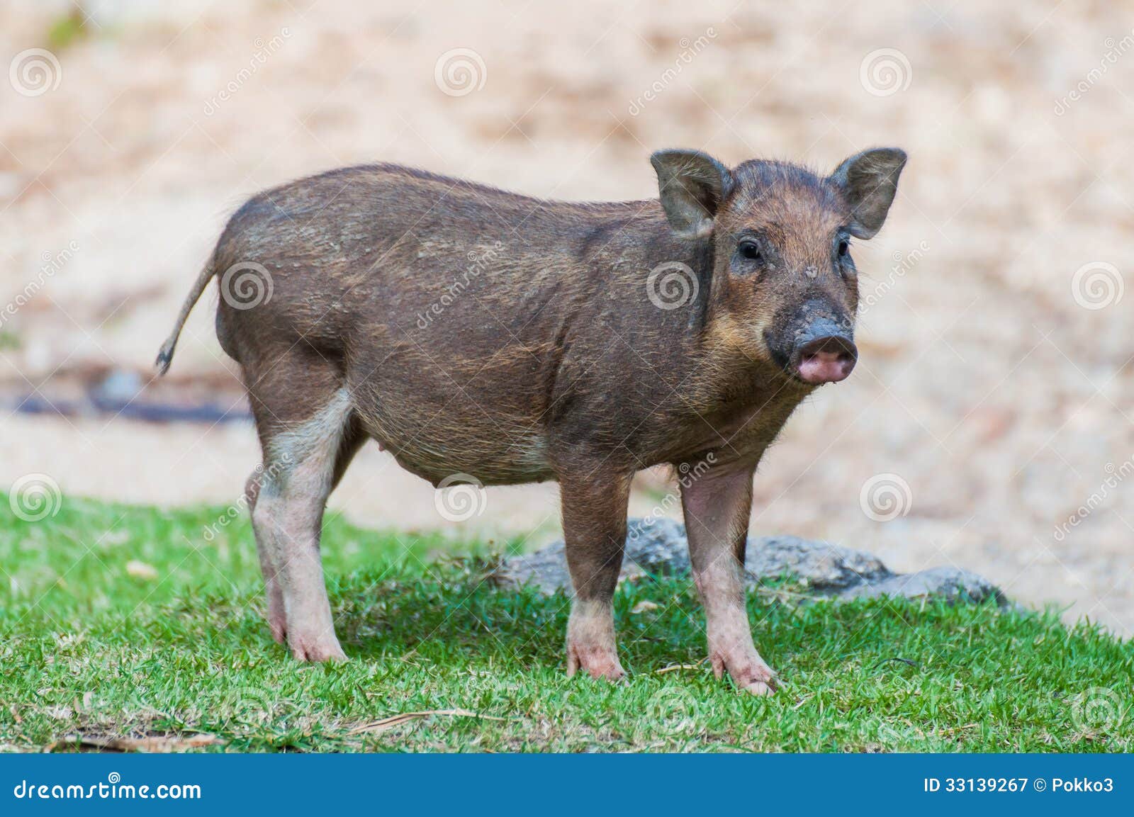 Baby Wild Boar In Closeup, Piglet Grubbing In The Earth, Common Swine ...
