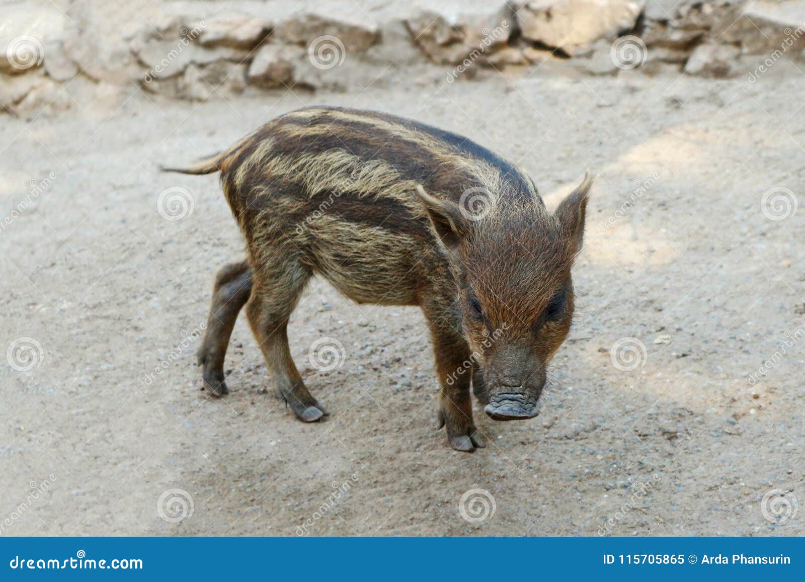 Baby Wild Boar Walking on the Ground Stock Image - Image of mammal ...