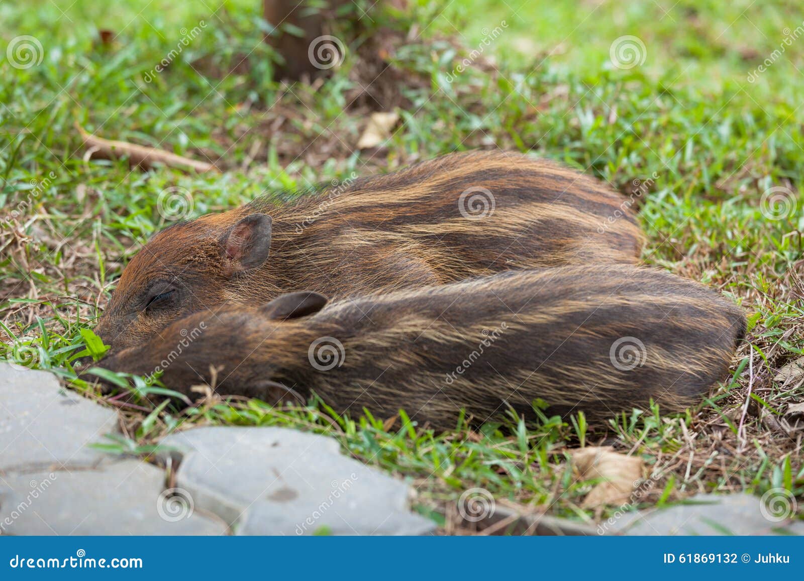 Baby Wild Boars Sleeping on Grass Stock Photo - Image of animal ...