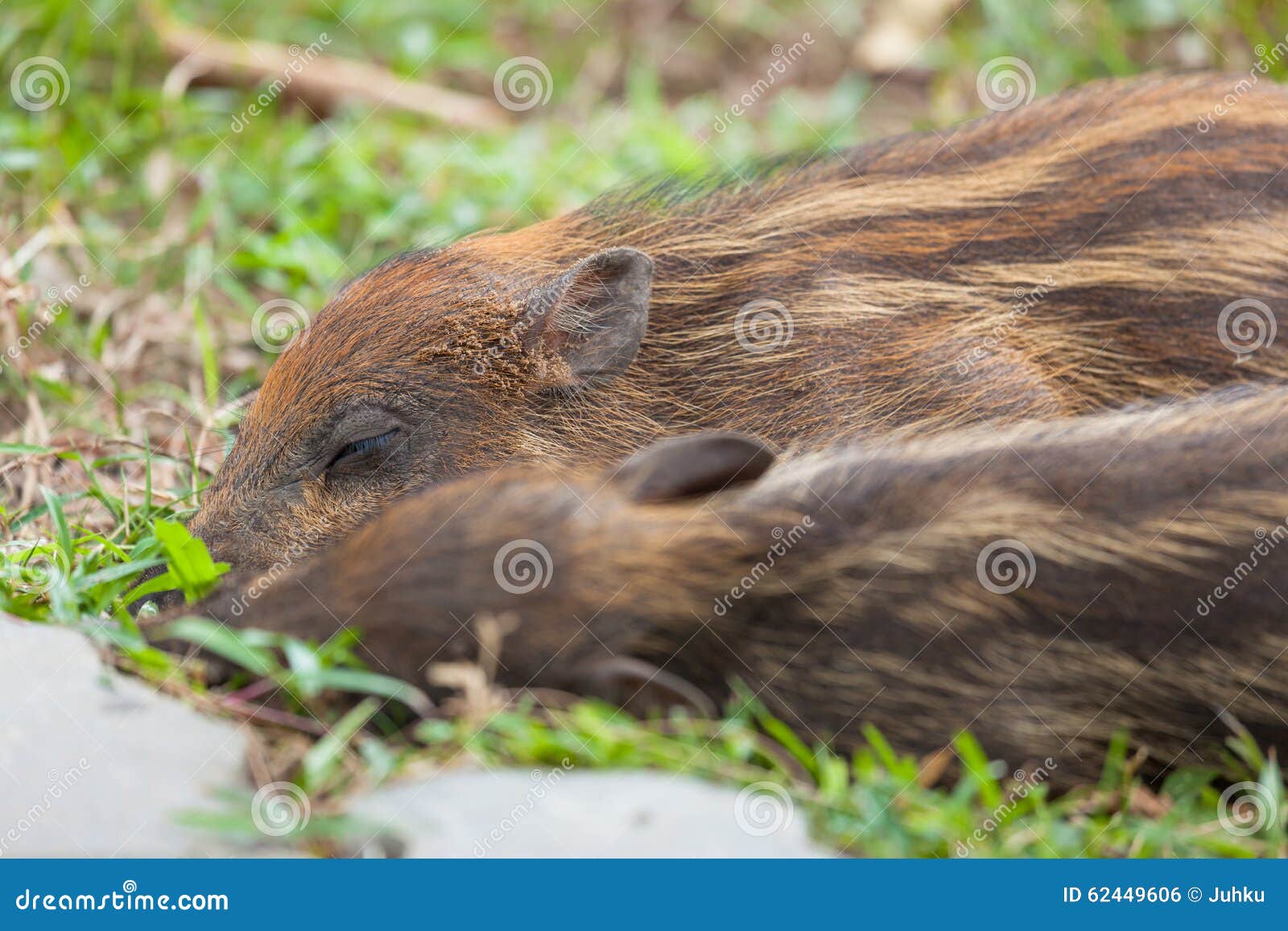 Baby Wild Boars Sleeping on Grass Stock Photo - Image of piglet, green ...