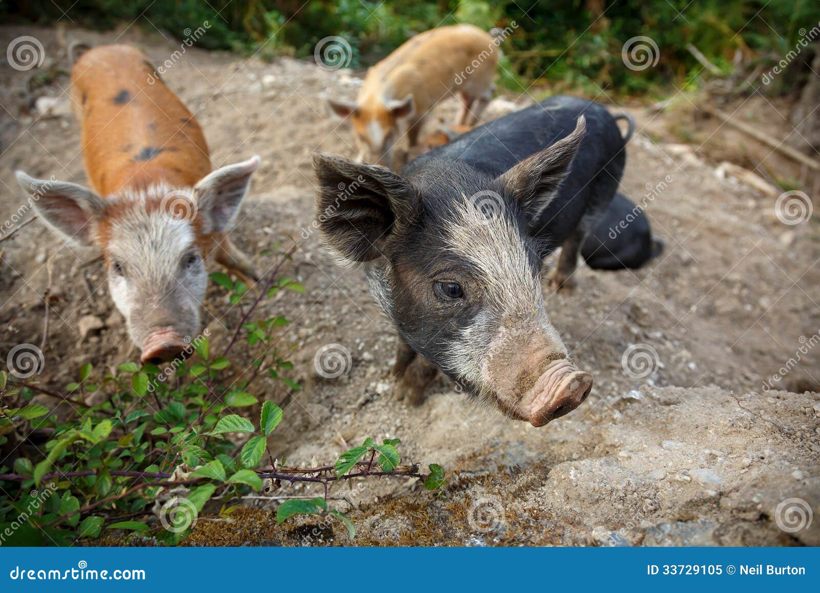 Baby Wild Boar In Closeup, Piglet Grubbing In The Earth, Common Swine ...