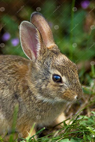Baby wild Rabbit stock photo. Image of herbivore, cute - 10778202