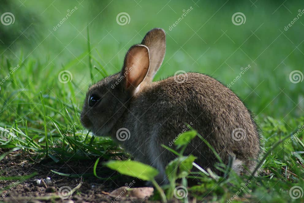 Baby wild rabbit stock image. Image of adorable, rabbit - 15470921
