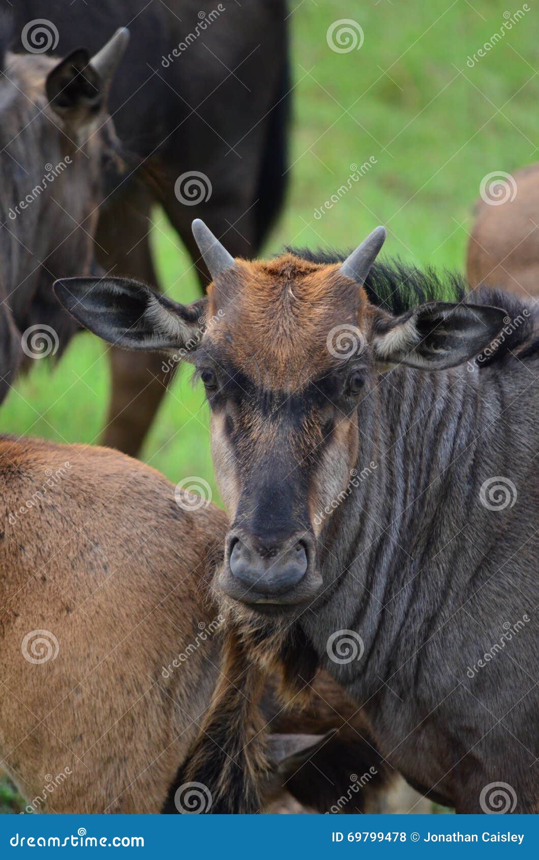 Baby wildebeest stock photo. Image of baby, wildebeest - 69799478