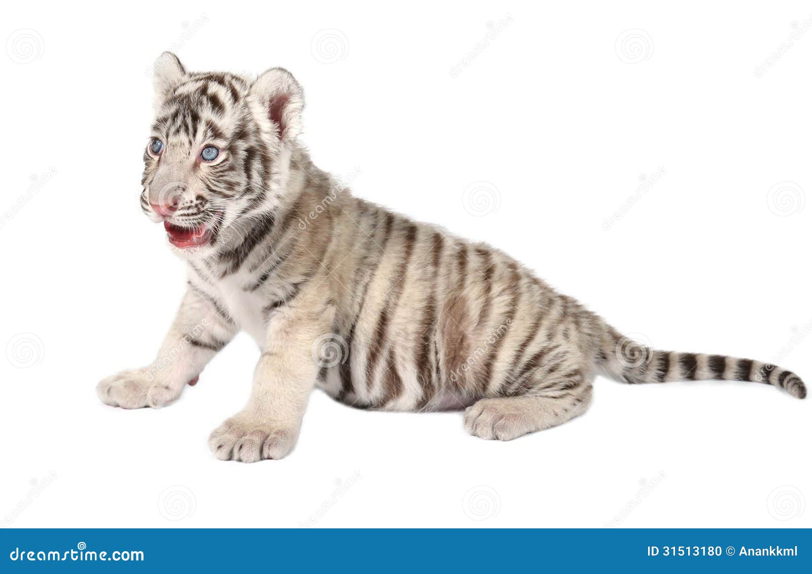 Baby witte tijger stock foto. Image of gestreept, wild - 31513180