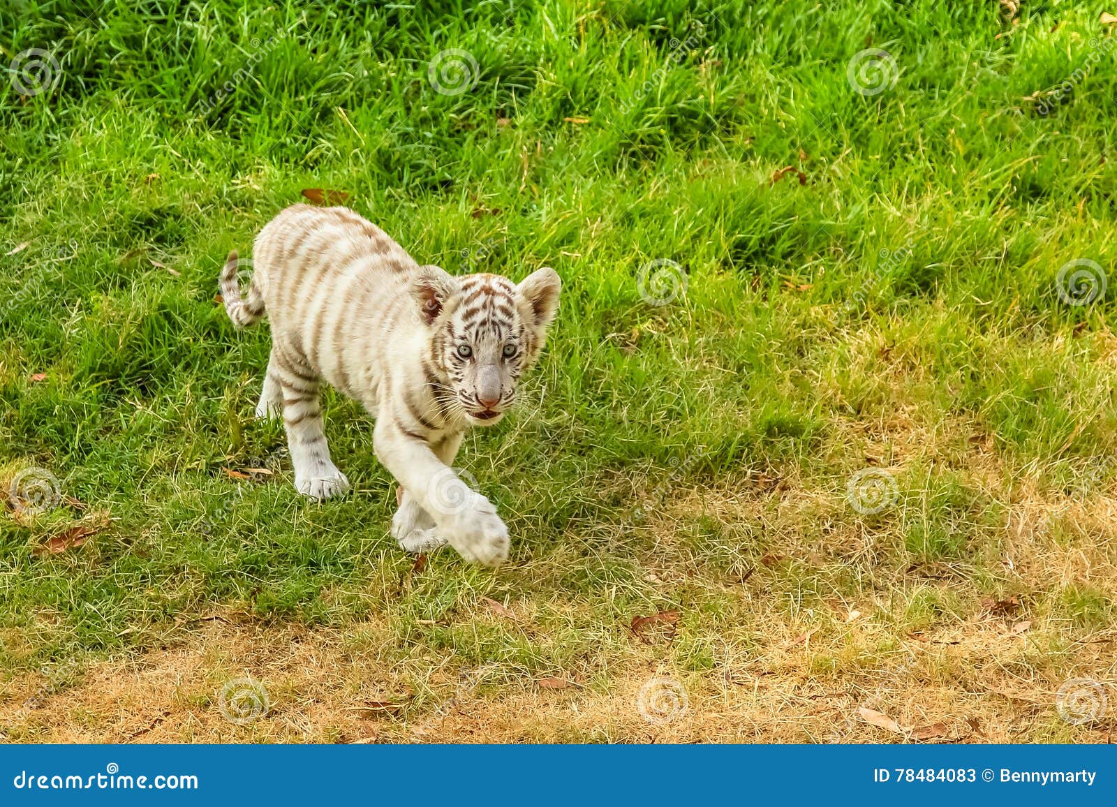 Baby witte tijger stock afbeelding. Image of wild, gevaarlijk - 78484083