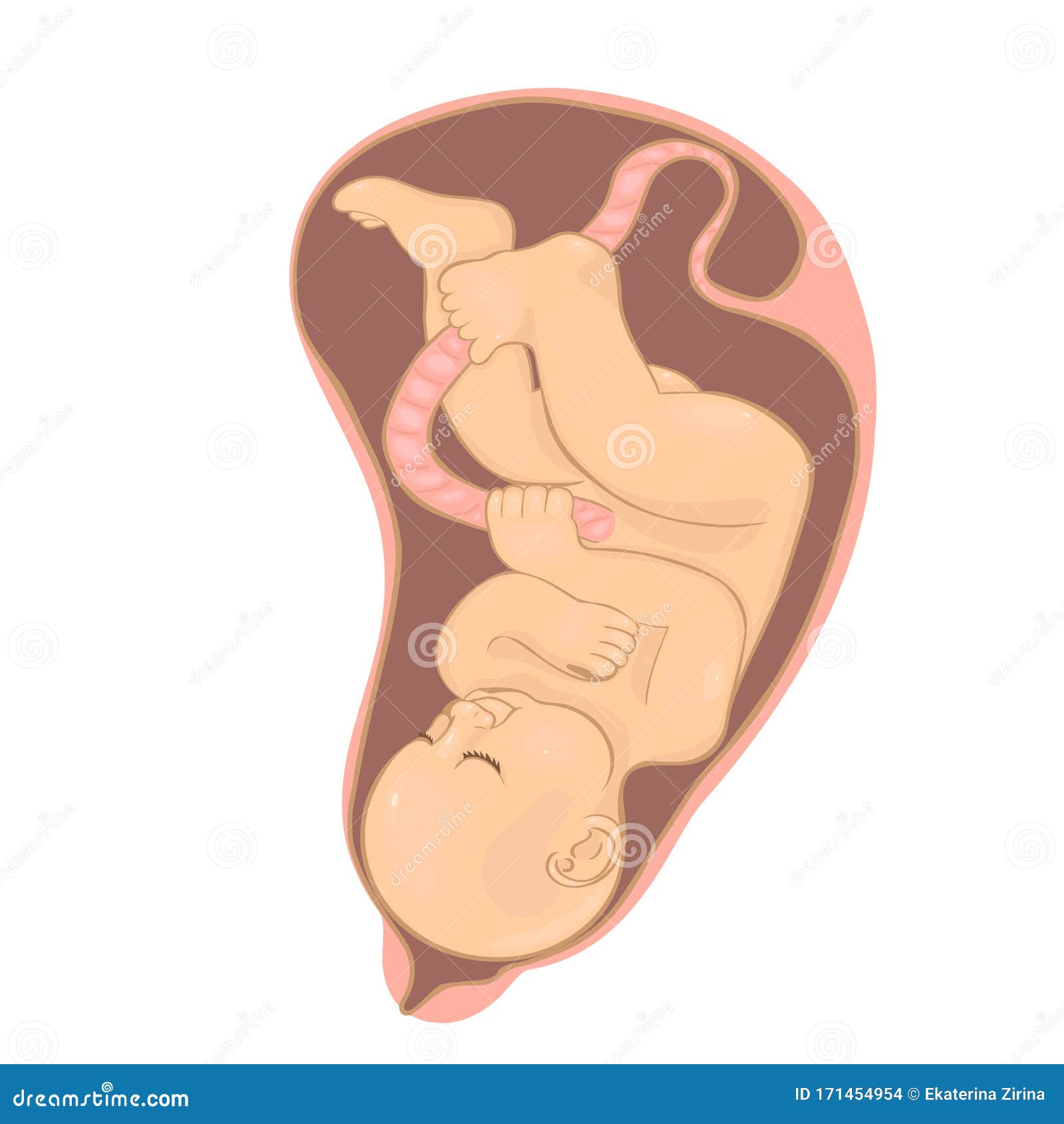 Baby in the Womb Isolated on a White Background. Vector Graphics Stock ...