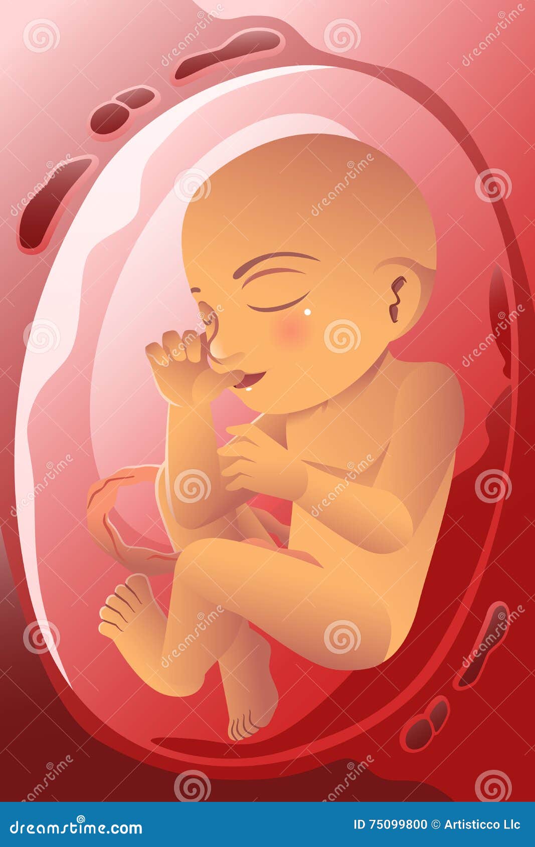 Baby in Womb stock vector. Illustration of womb, pregnancy - 75099800