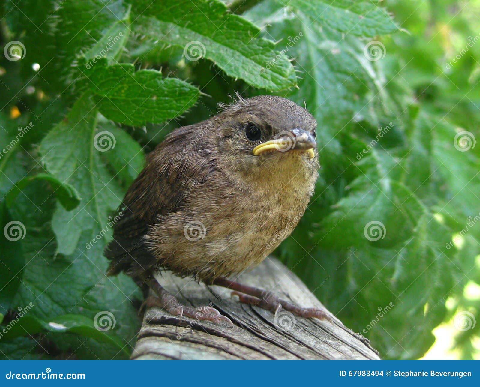 Baby wren stock photo. Image of alone, adorable, baby - 67983494