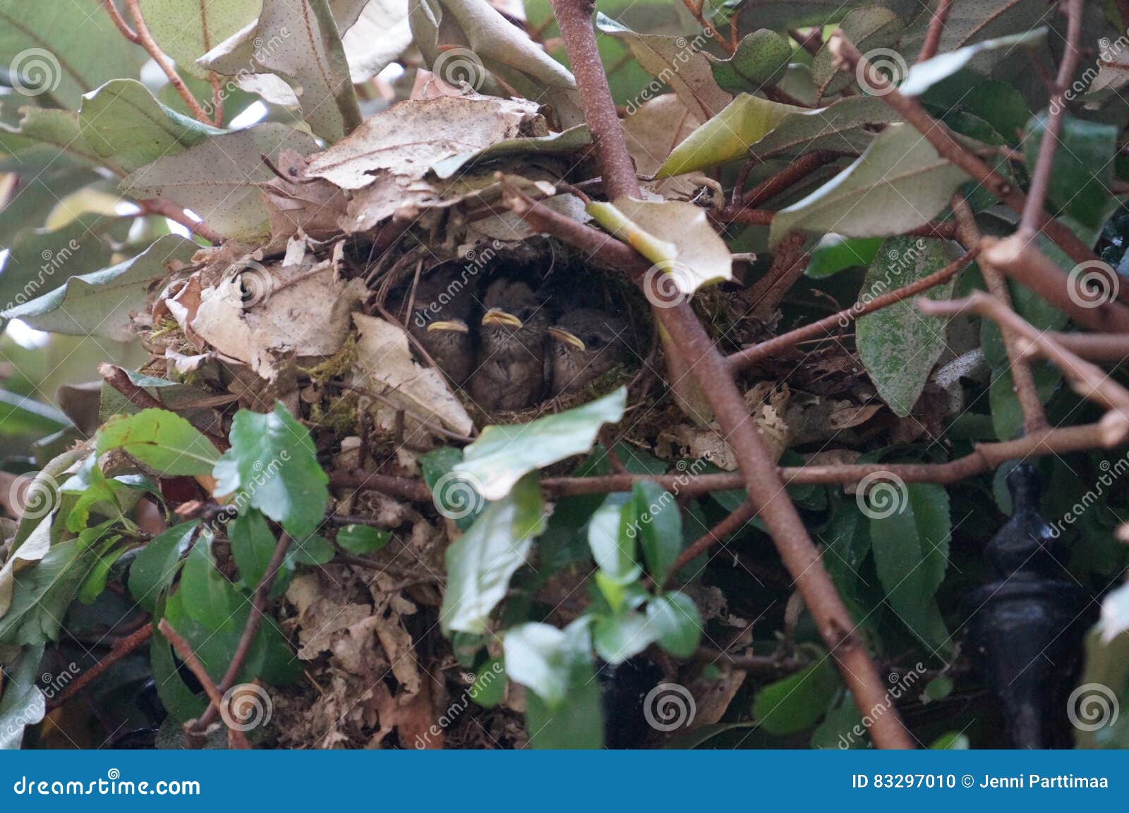 Baby wrens. stock photo. Image of nest, hatchling, wren - 83297010