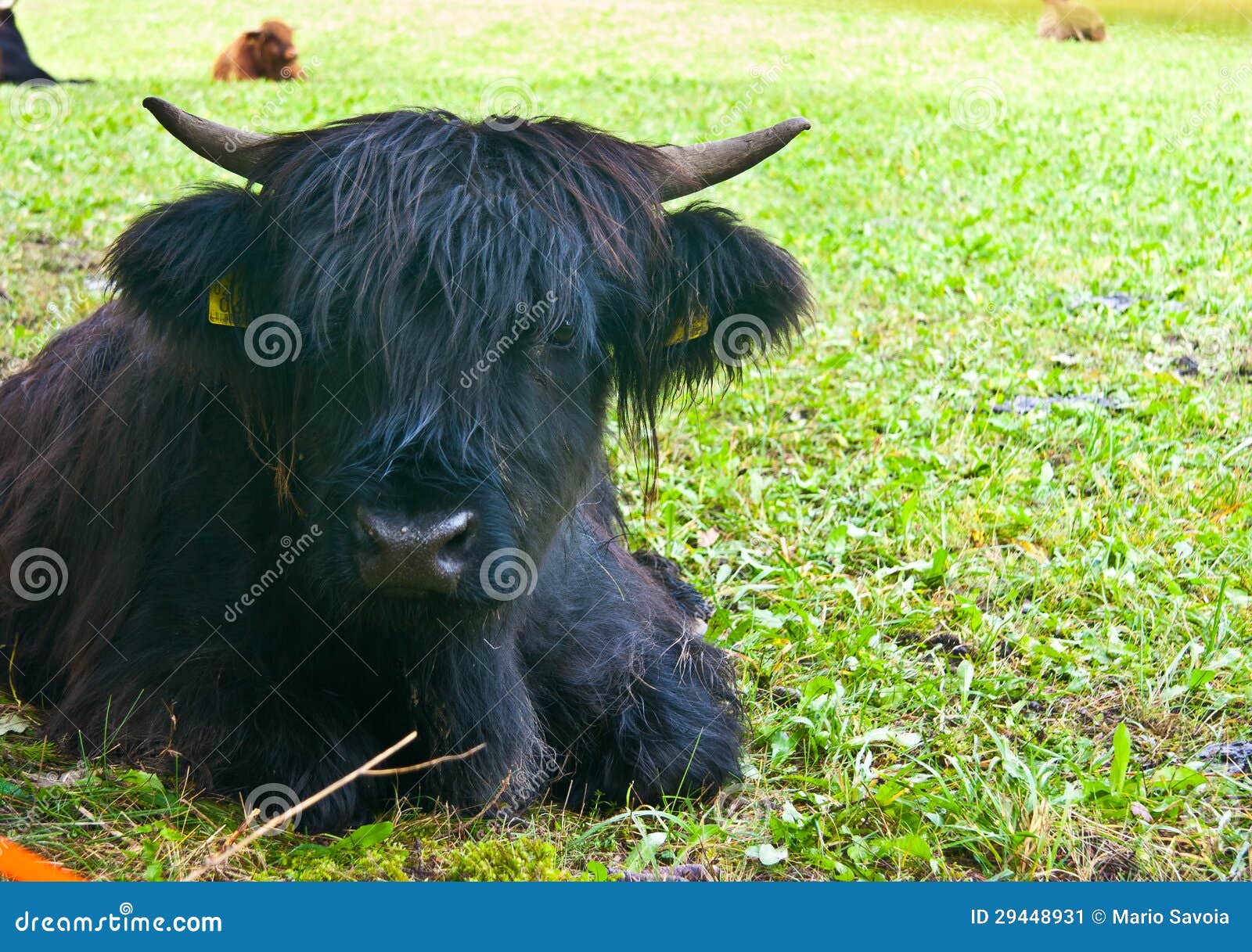 Baby Yak stock image. Image of bull, hairy, calf, brunico - 29448931