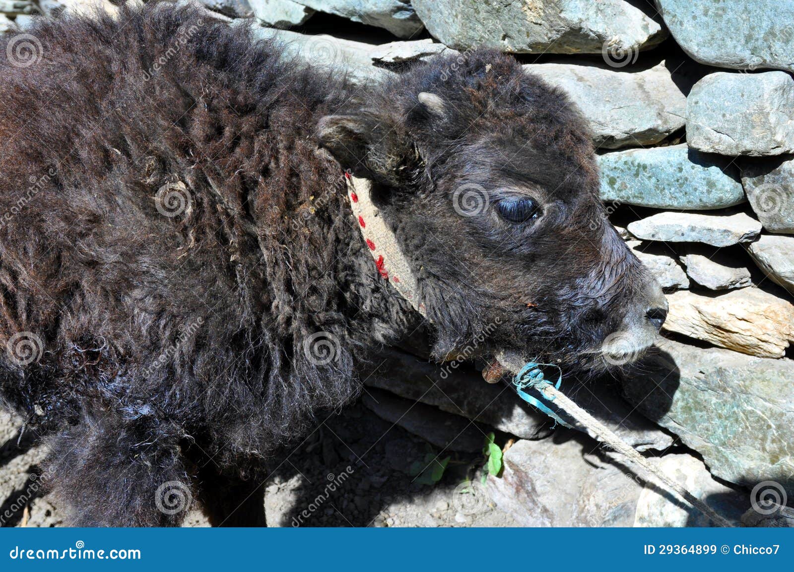 262 Baby Yak Photos - Free & Royalty-Free Stock Photos from Dreamstime