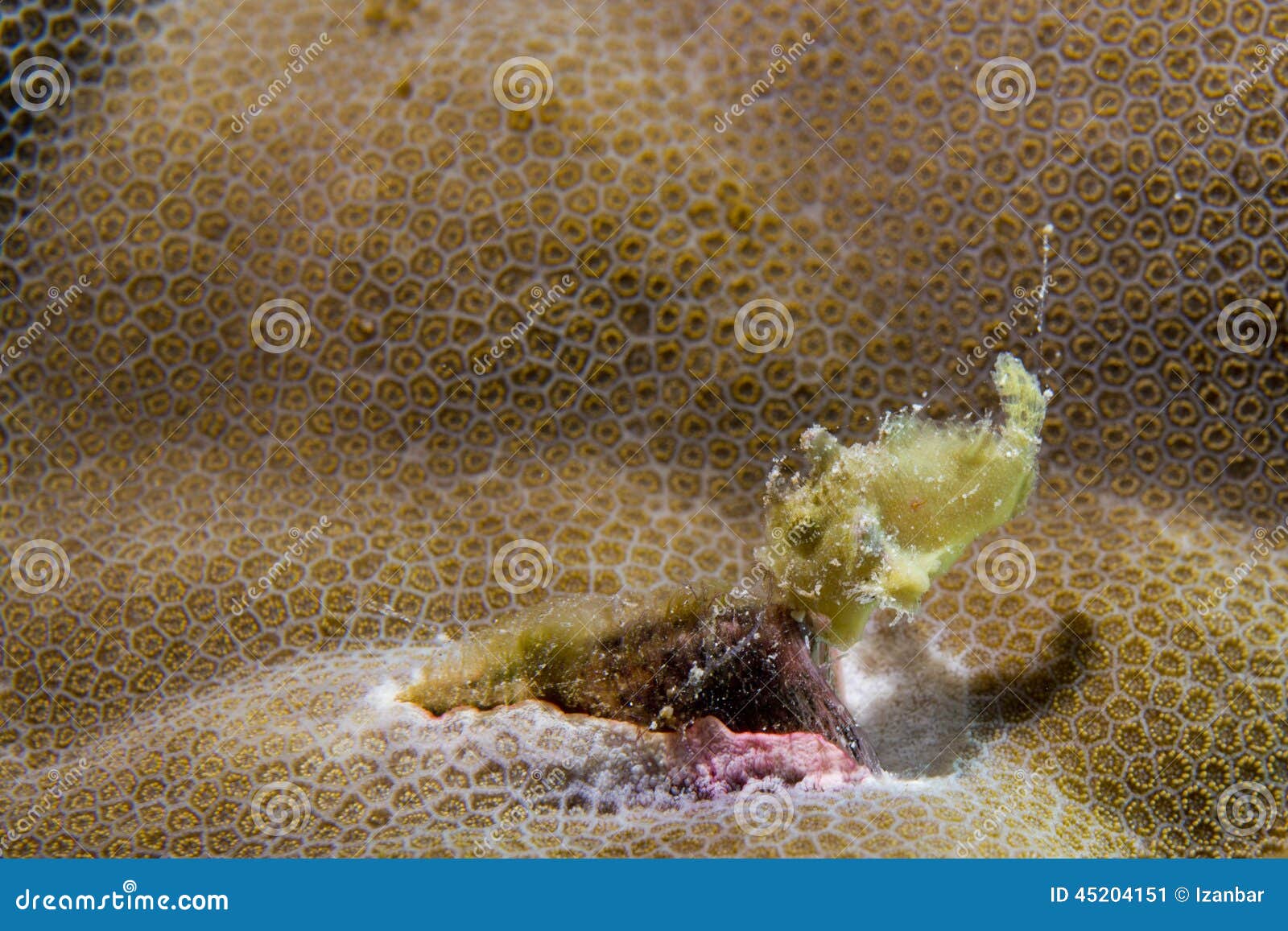 Frog-fish Or Anglerfish Royalty-Free Stock Photo | CartoonDealer.com ...
