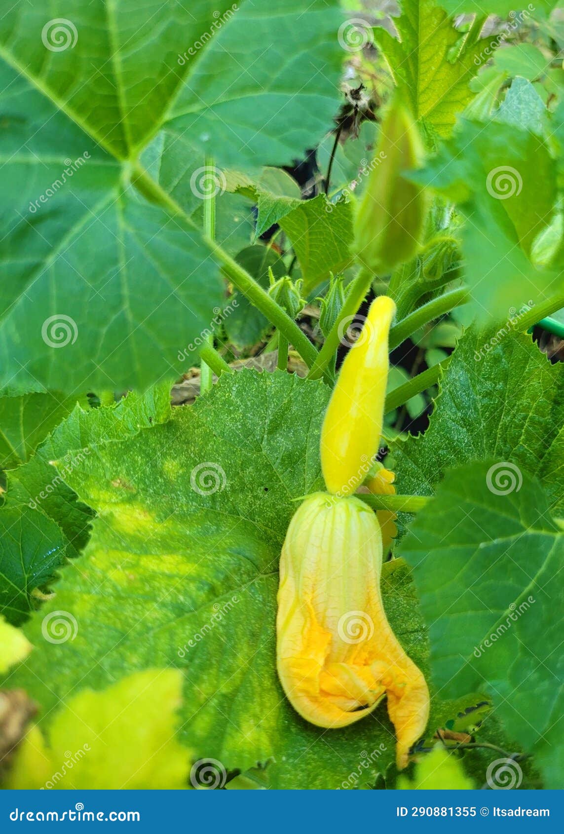 Baby Yellow Squash in the Garden Stock Image - Image of green, tree ...