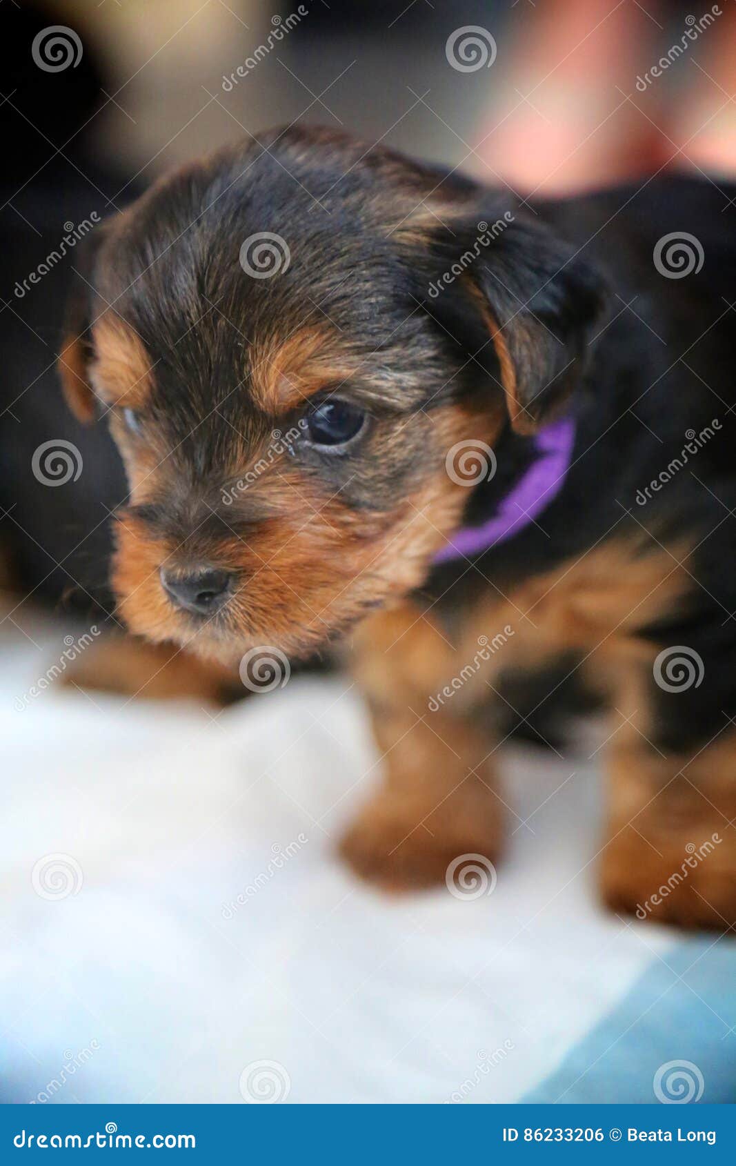 Baby Yorkie stock photo. Image of animal, yorkie, puppy - 86233206
