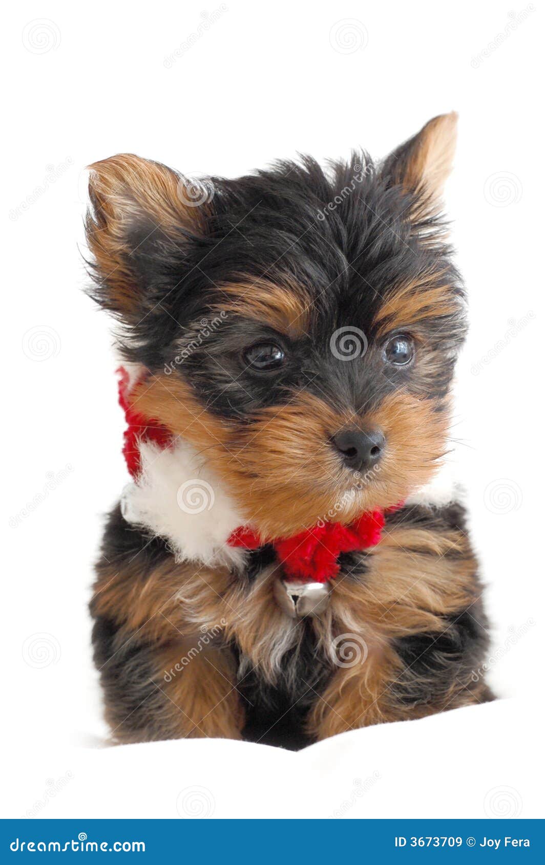 Baby Yorkshire Terrier stock image. Image of petite, puppy - 3673709