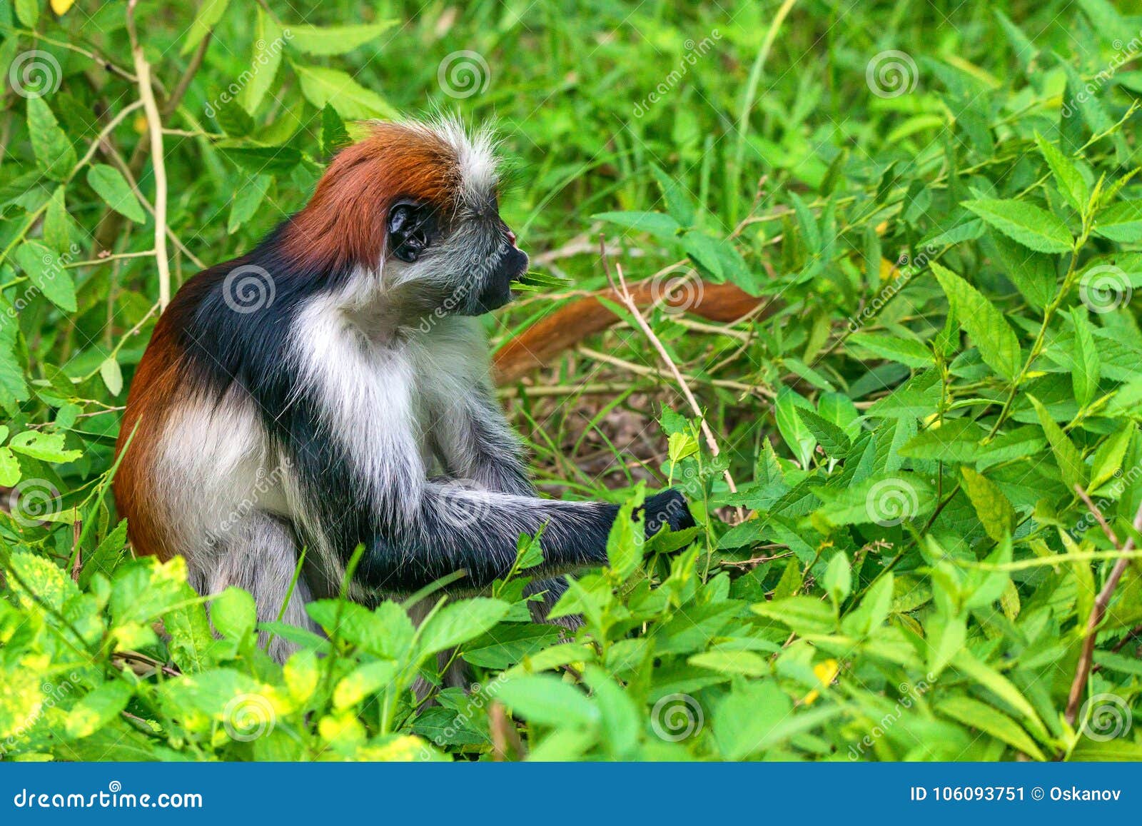 Baby Zanzibar Red Colobus or Procolobus Kirkii Stock Image - Image of ... Baby Zanzibar Red Colobus or Procolobus Kirkii Stock Image - Image of ...