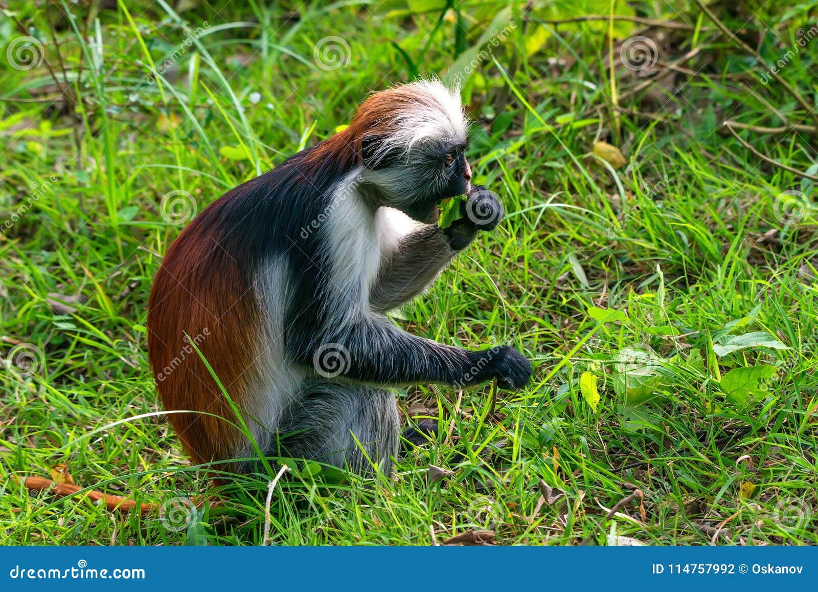 Baby Zanzibar Red Colobus or Procolobus Kirkii Stock Photo - Image of ... Baby Zanzibar Red Colobus or Procolobus Kirkii Stock Photo - Image of ...