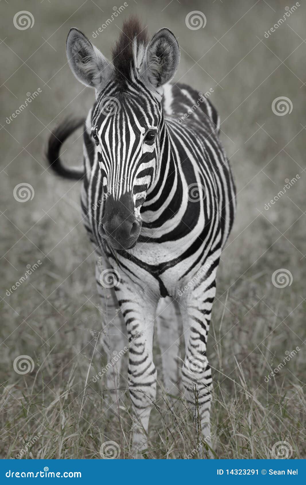 Baby Zebra stock image. Image of scared, mane, baby, mammal - 14323291